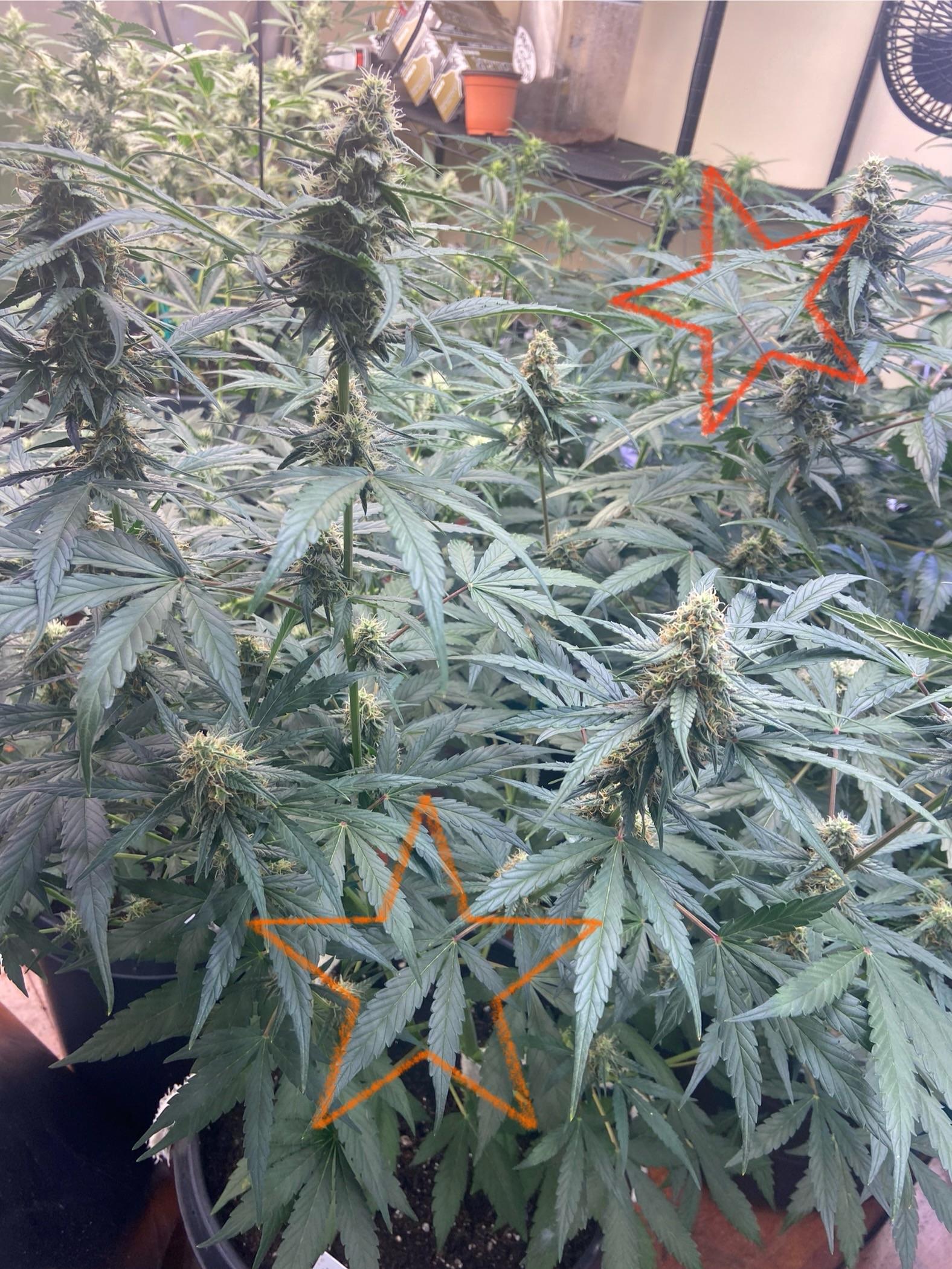 Weird Auto Grow | Scrolller