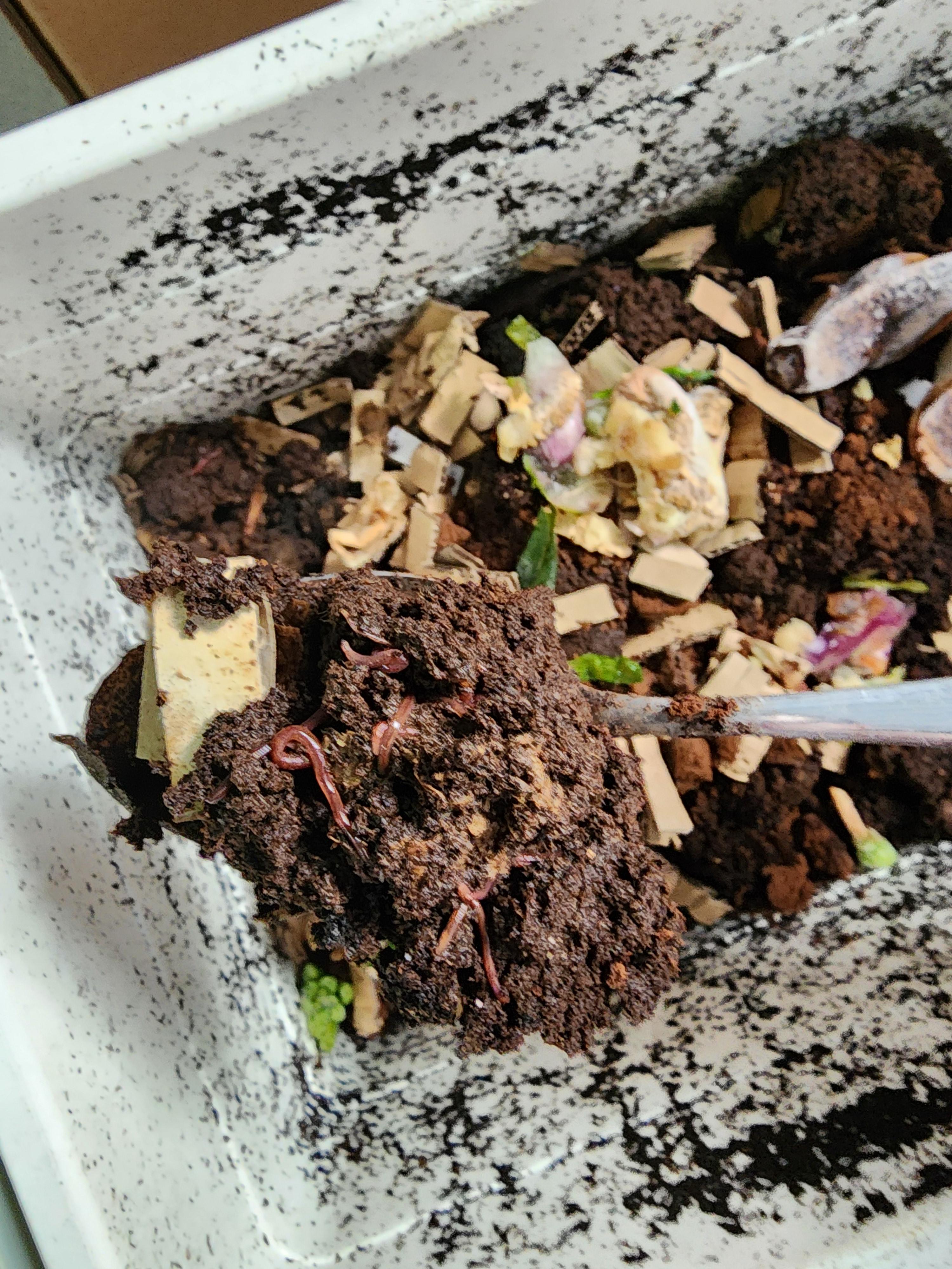 Help to identify my worms | Scrolller