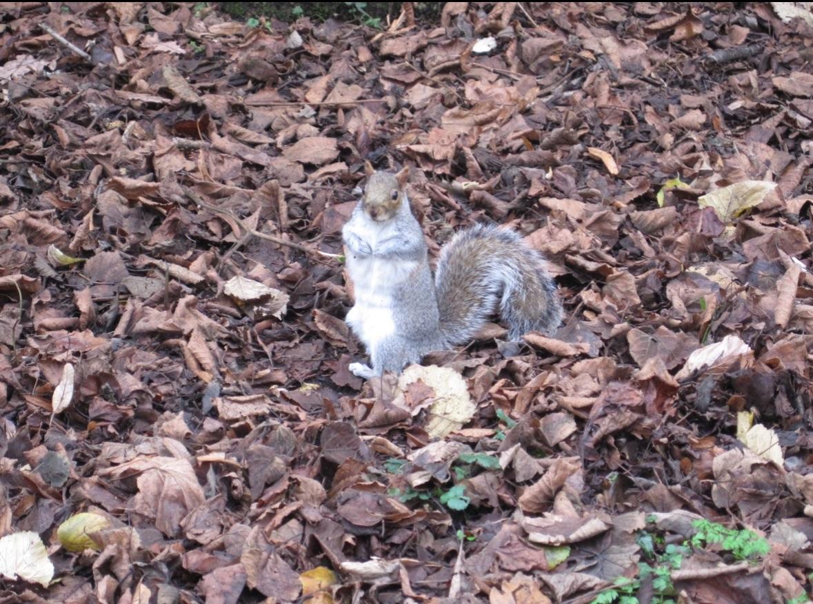Sheffield squirrels ! | Scrolller