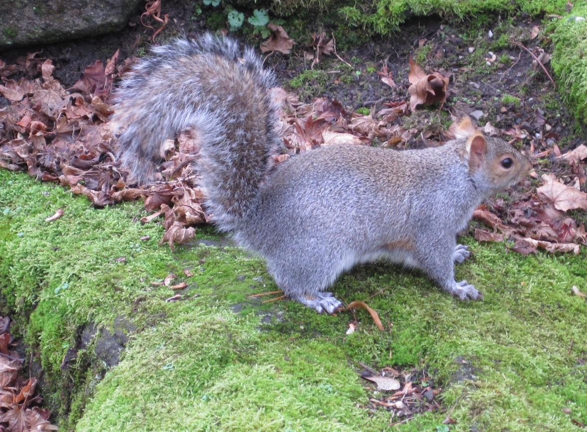 Sheffield squirrels ! | Scrolller