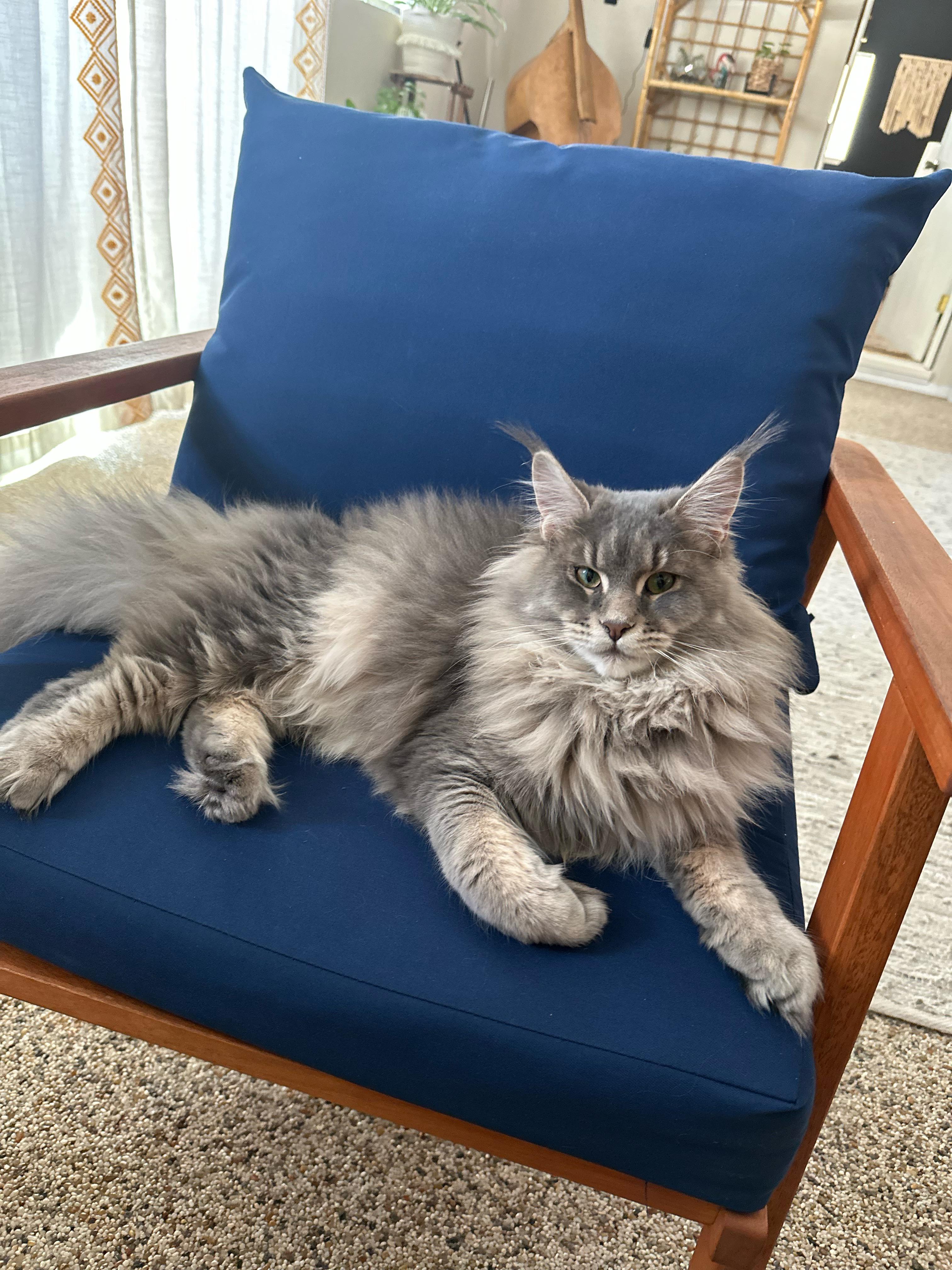 Bastion just chilling watching his fish buddies | Scrolller