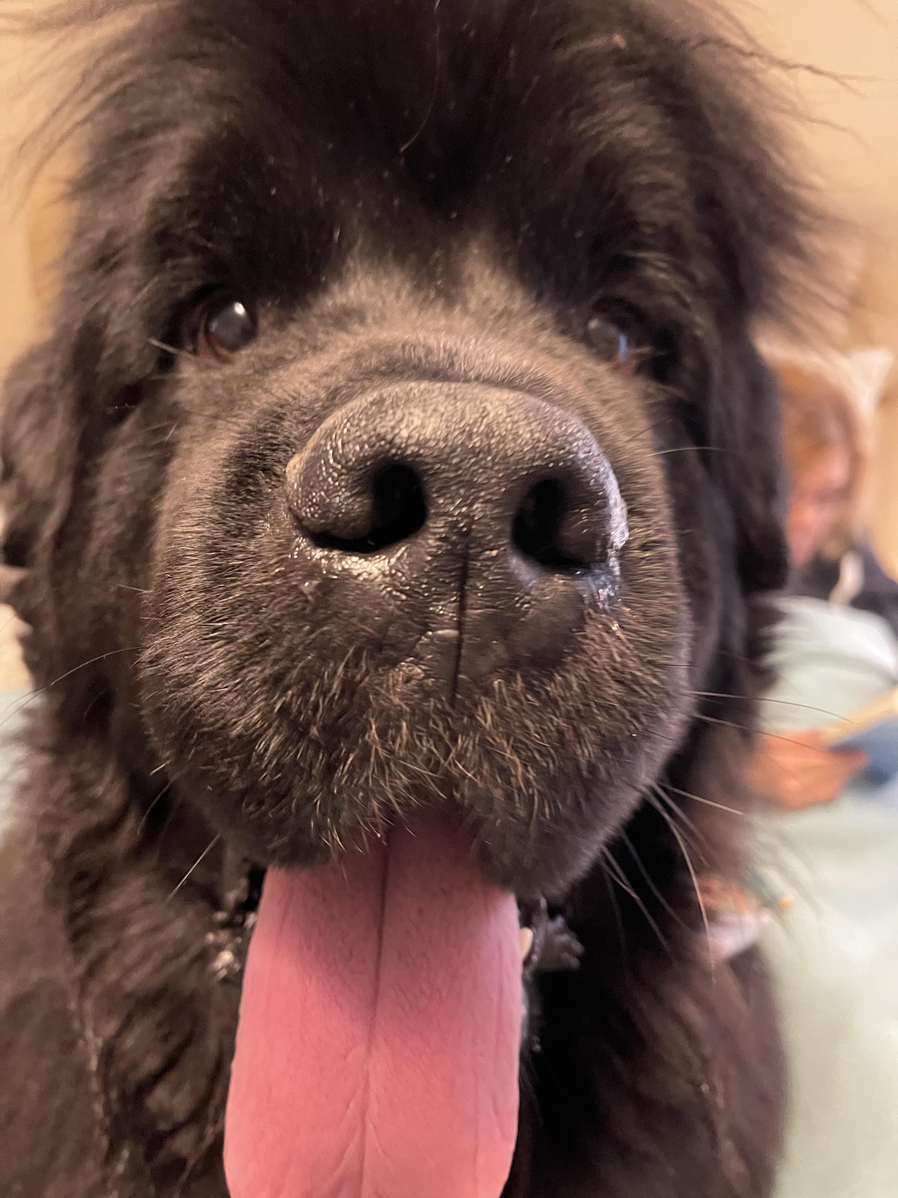 Here is my Newfie! | Scrolller