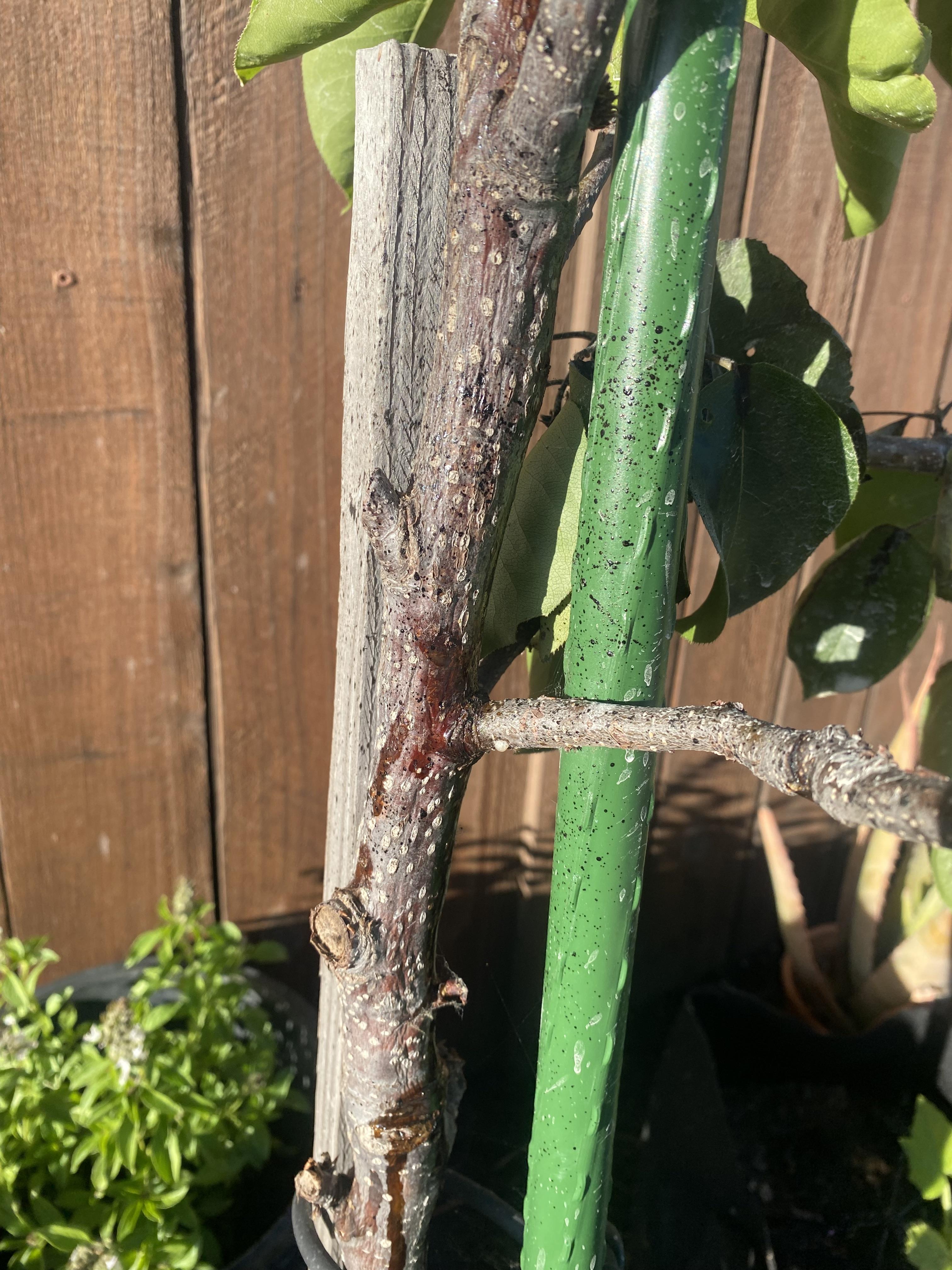Pear tree sick. Please help | Scrolller