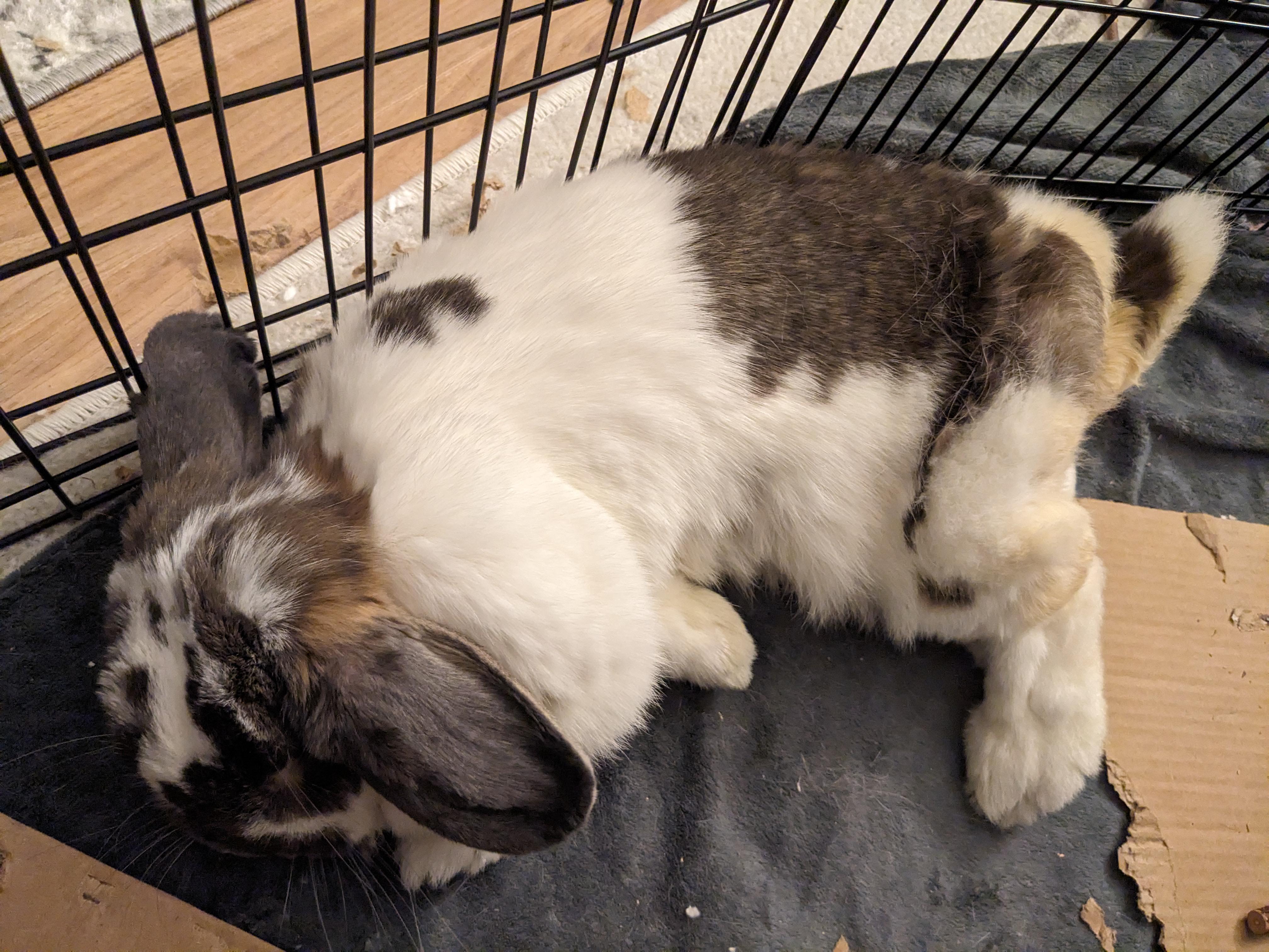 Happy flop | Scrolller