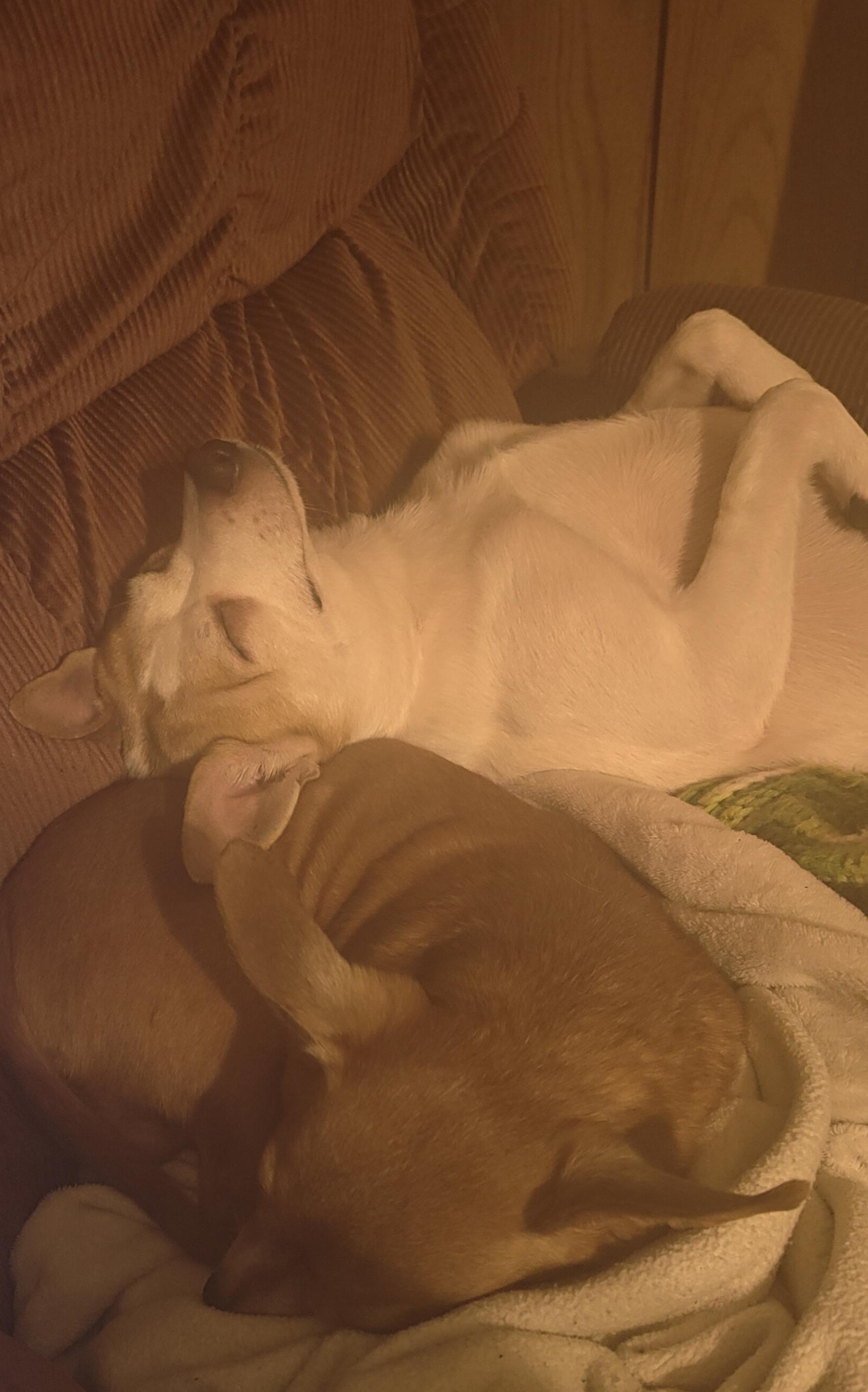 My dogs Dexter and Hunter | Scrolller