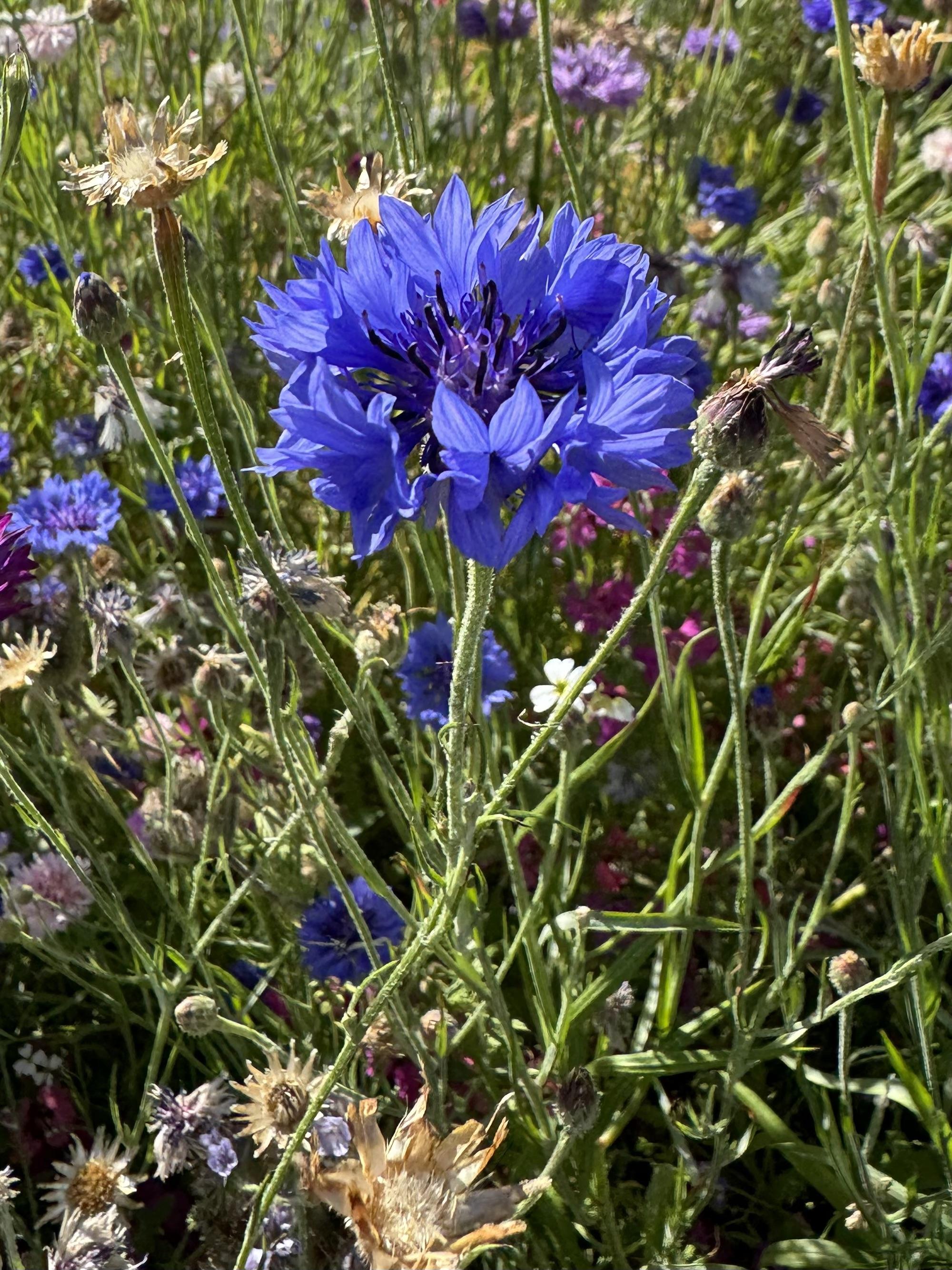 What are these California wildflowers | Scrolller