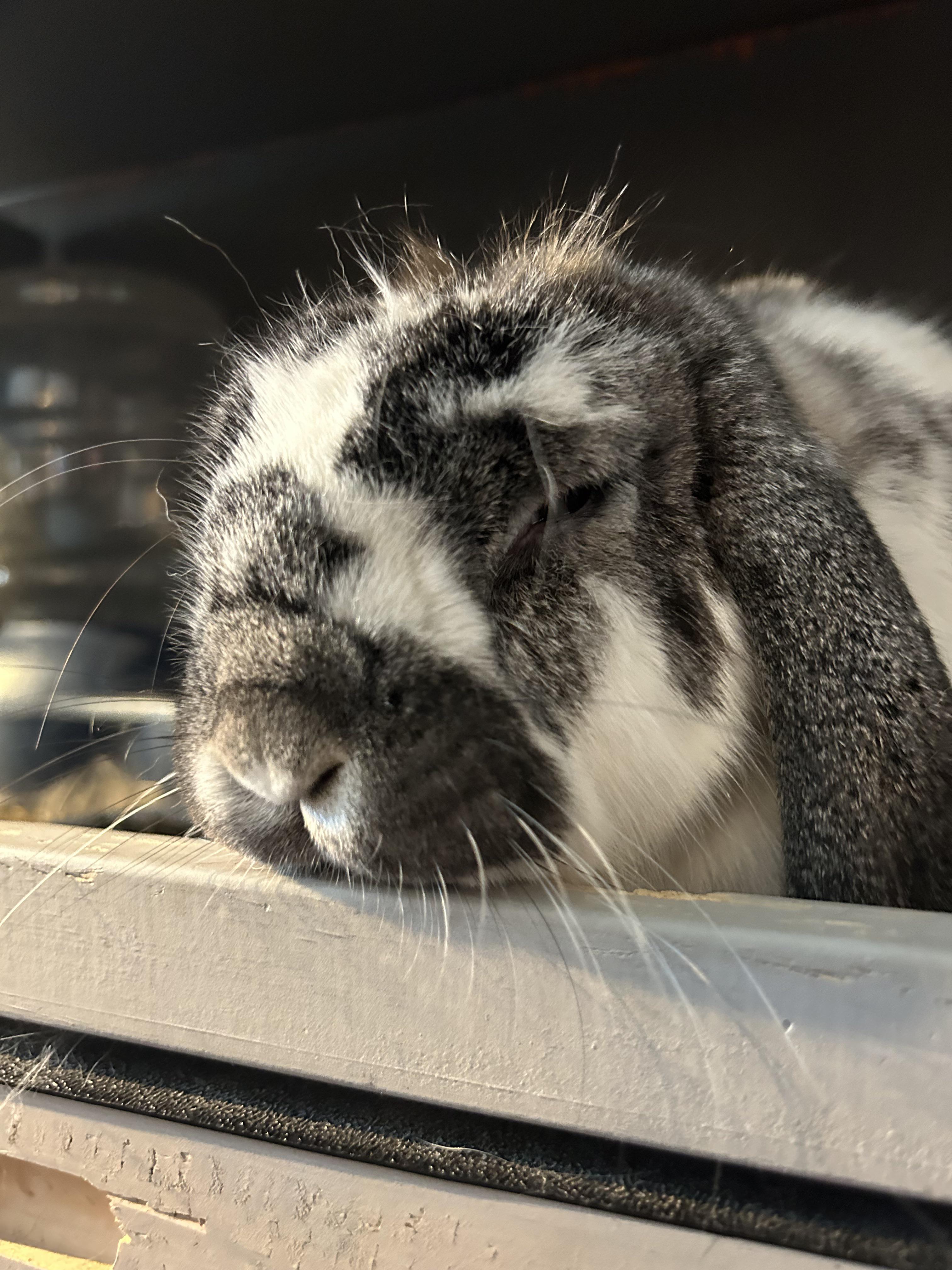 Fifty Cent the Bun | Scrolller