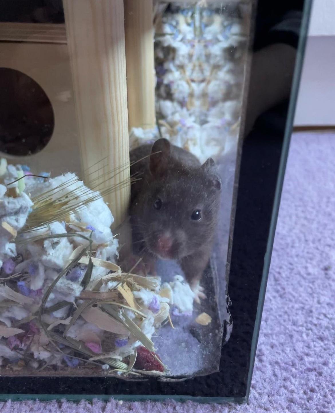 Goodbye Willow | Scrolller