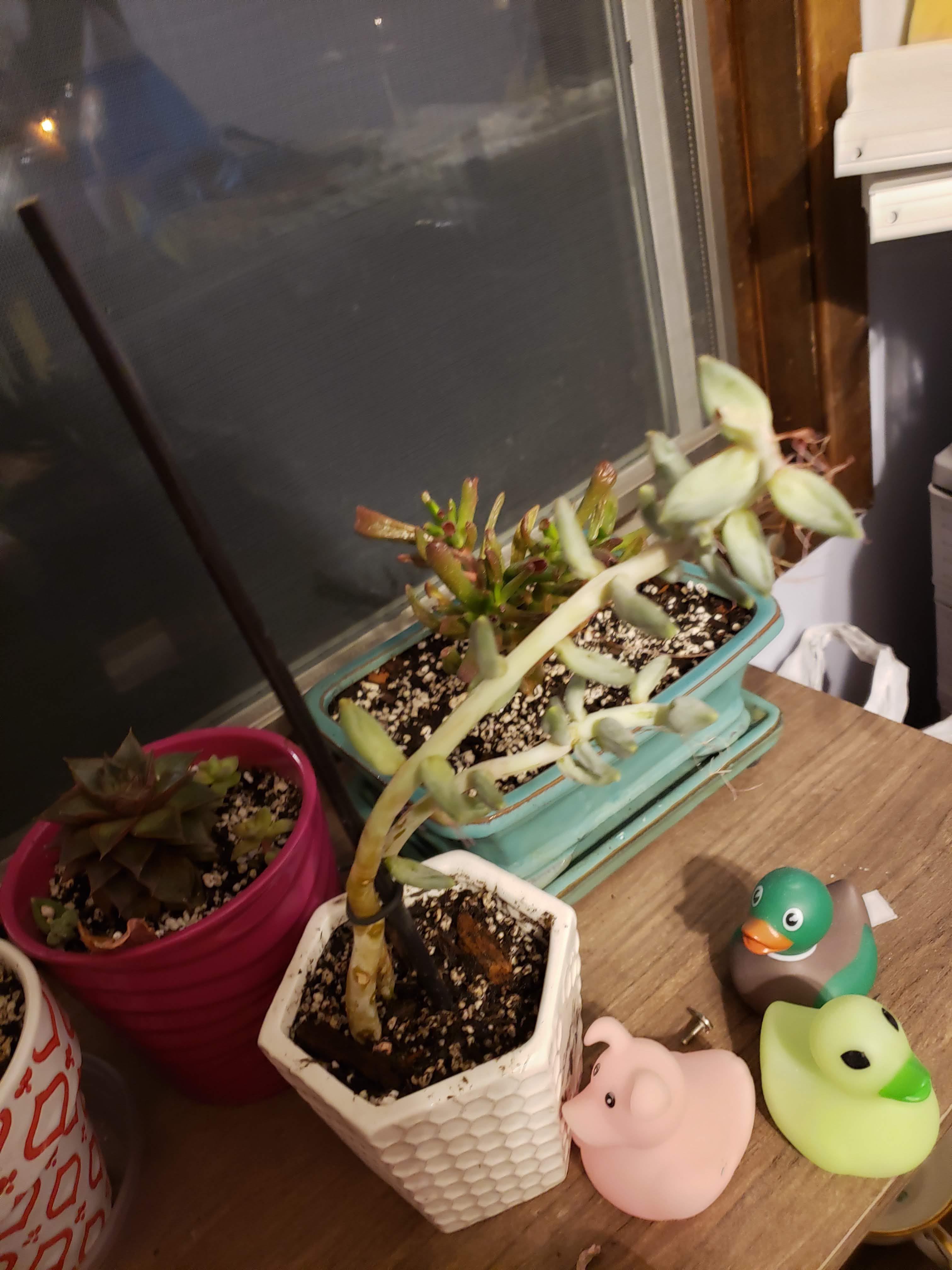 Succulent IDs? | Scrolller