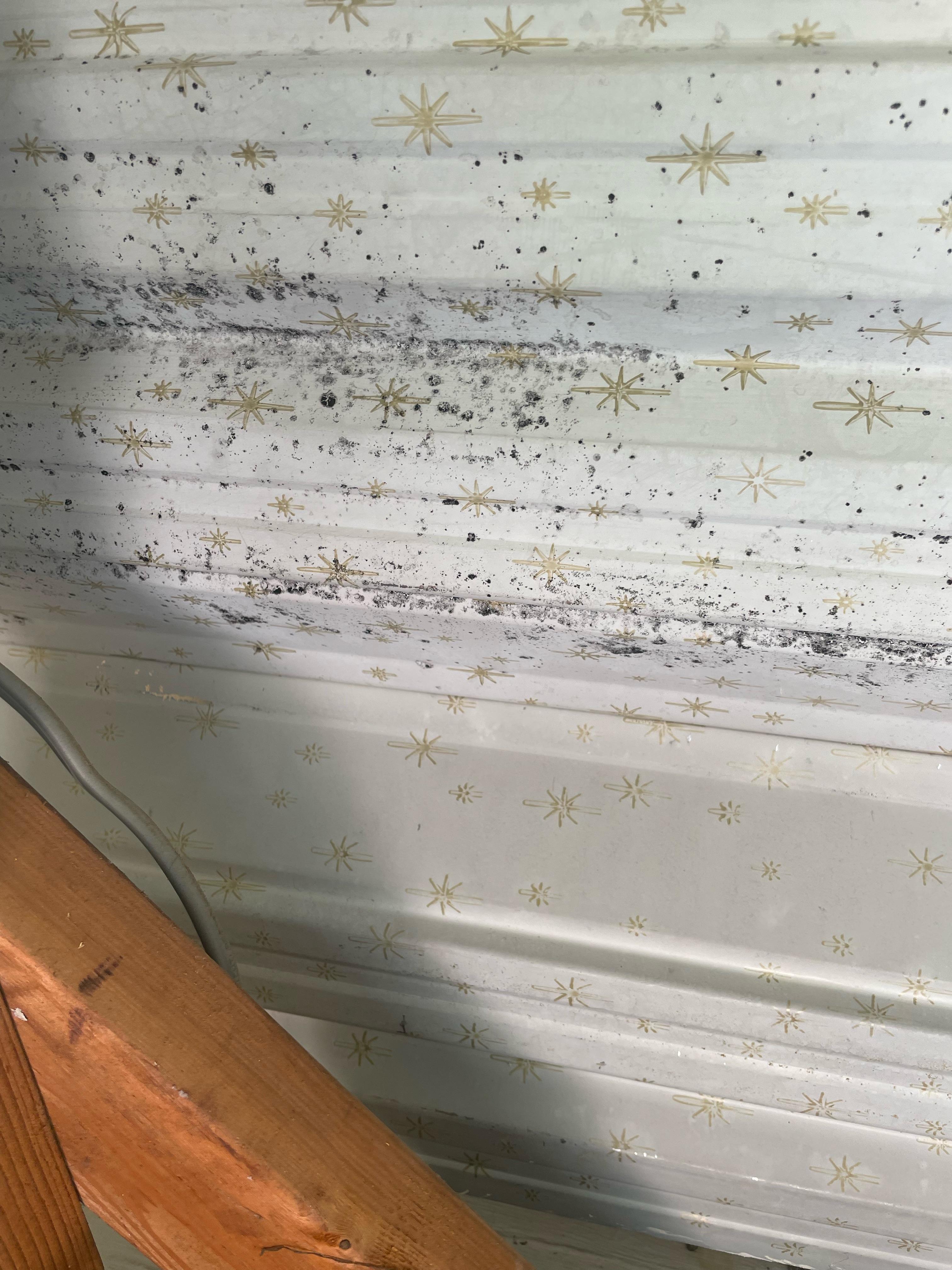 Is this mold? | Scrolller