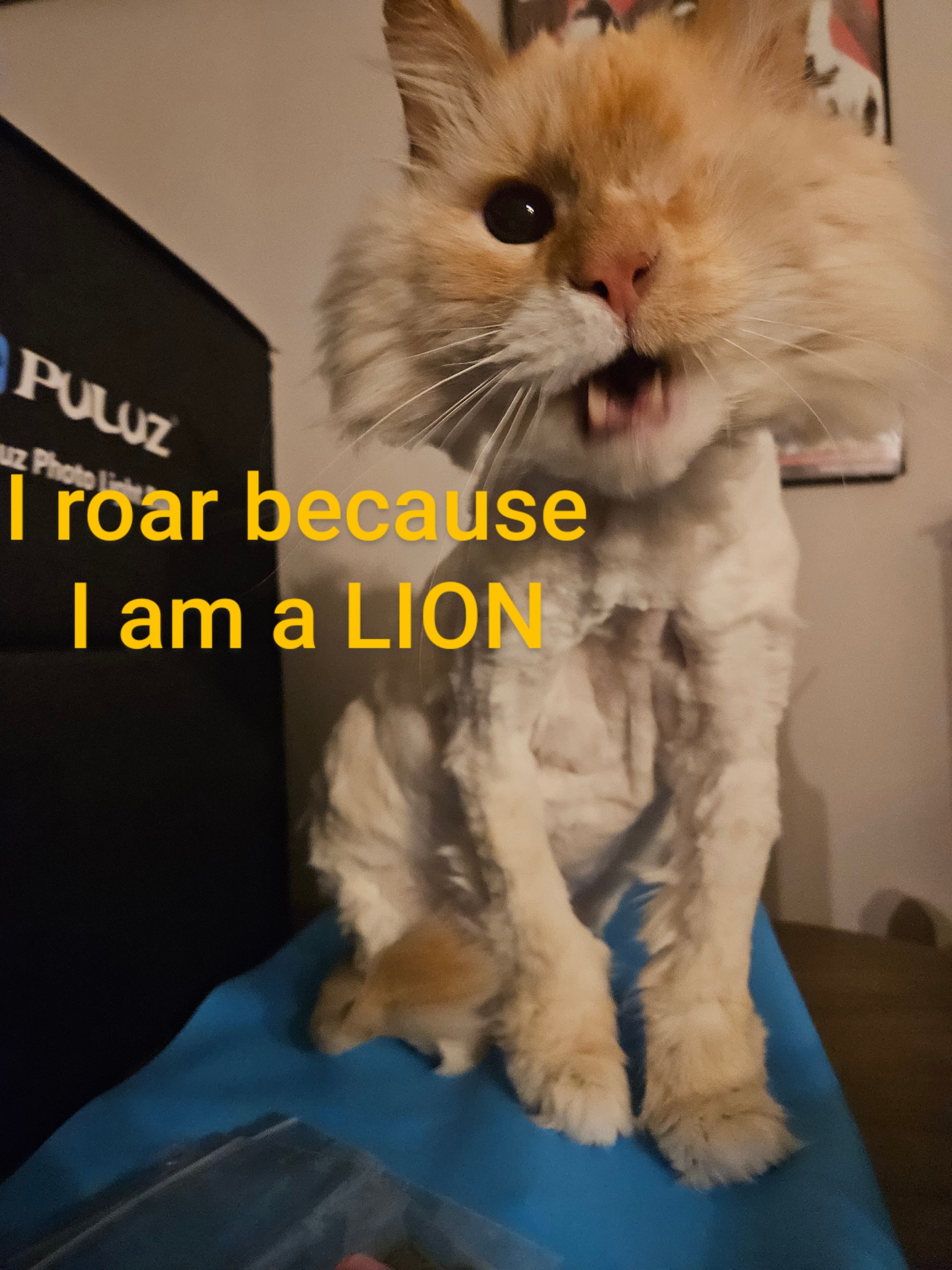 Per request- before and after a buzz | Scrolller