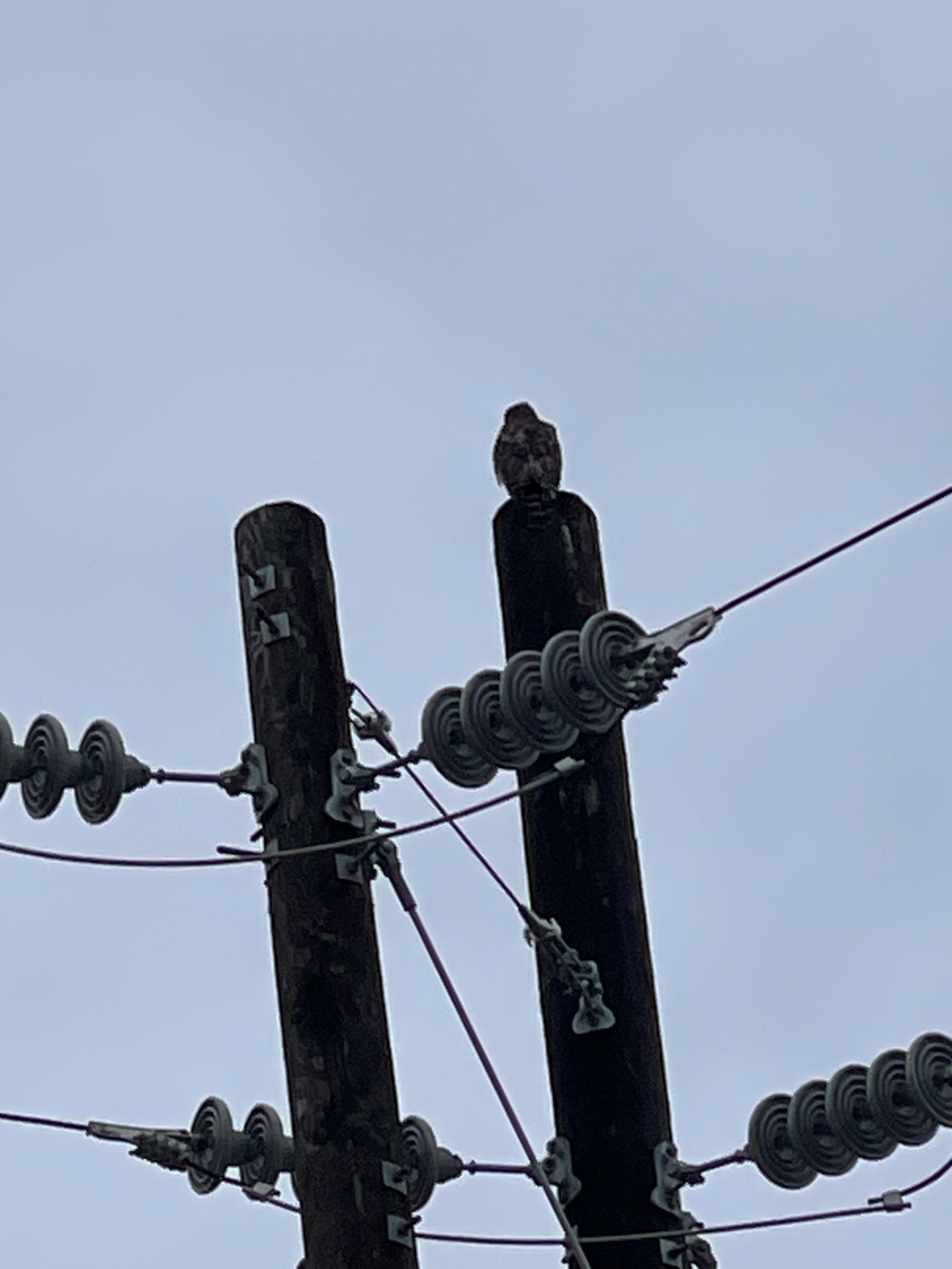 Broad Winged Hawk? | Scrolller