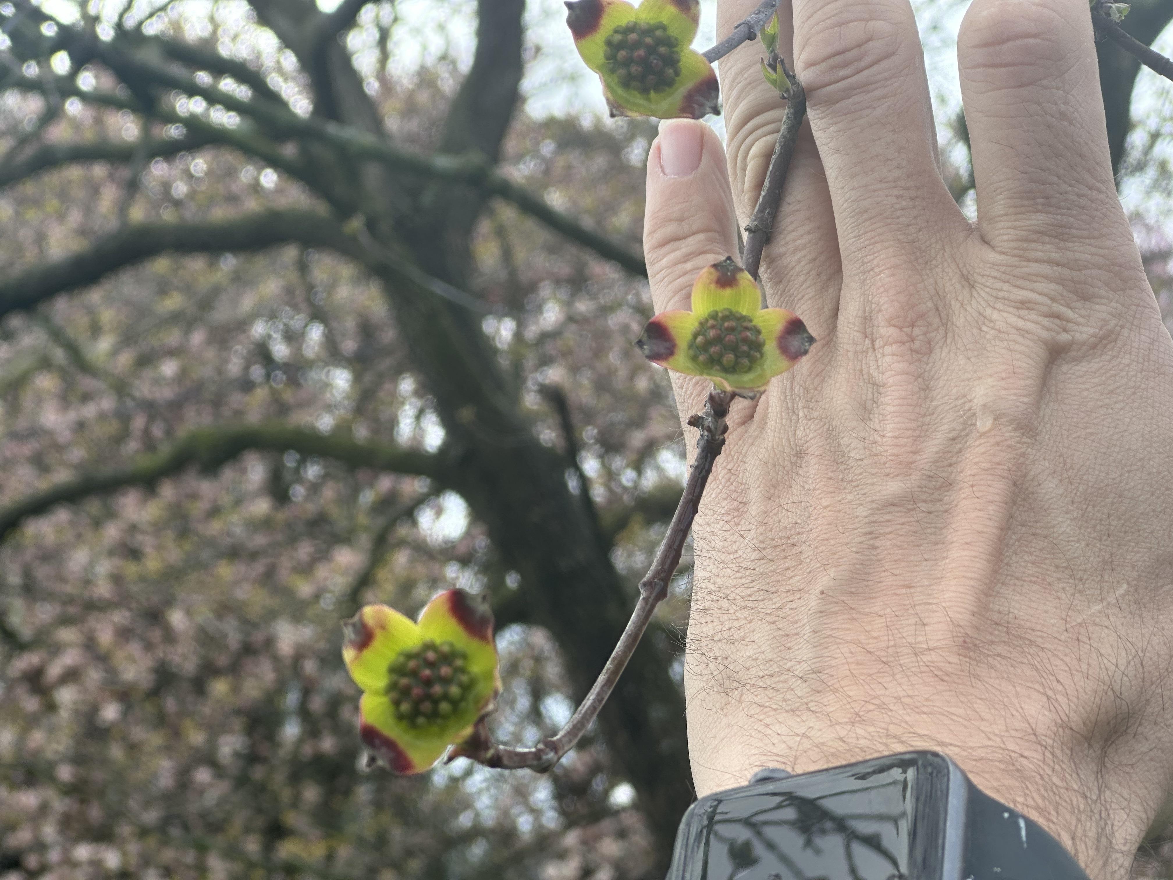 Help identifying tree | Scrolller