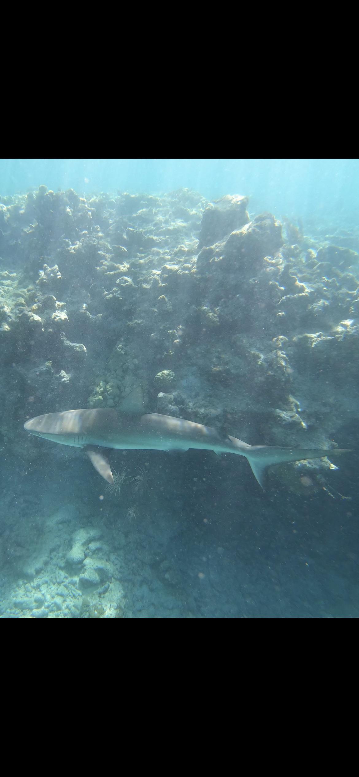 Anyone able to identify this shark? | Scrolller