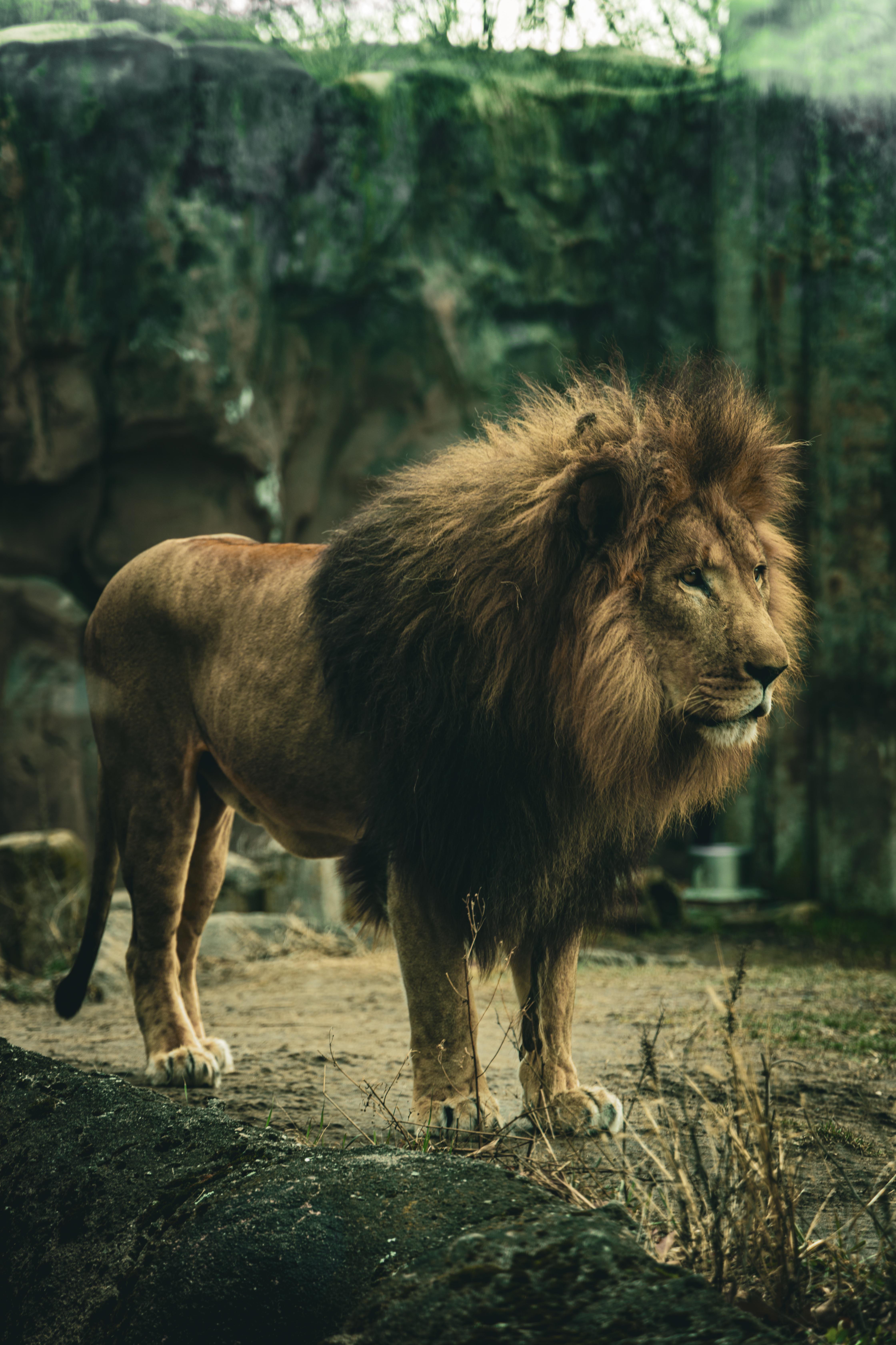 Lions, Franklin Park Zoo | Scrolller