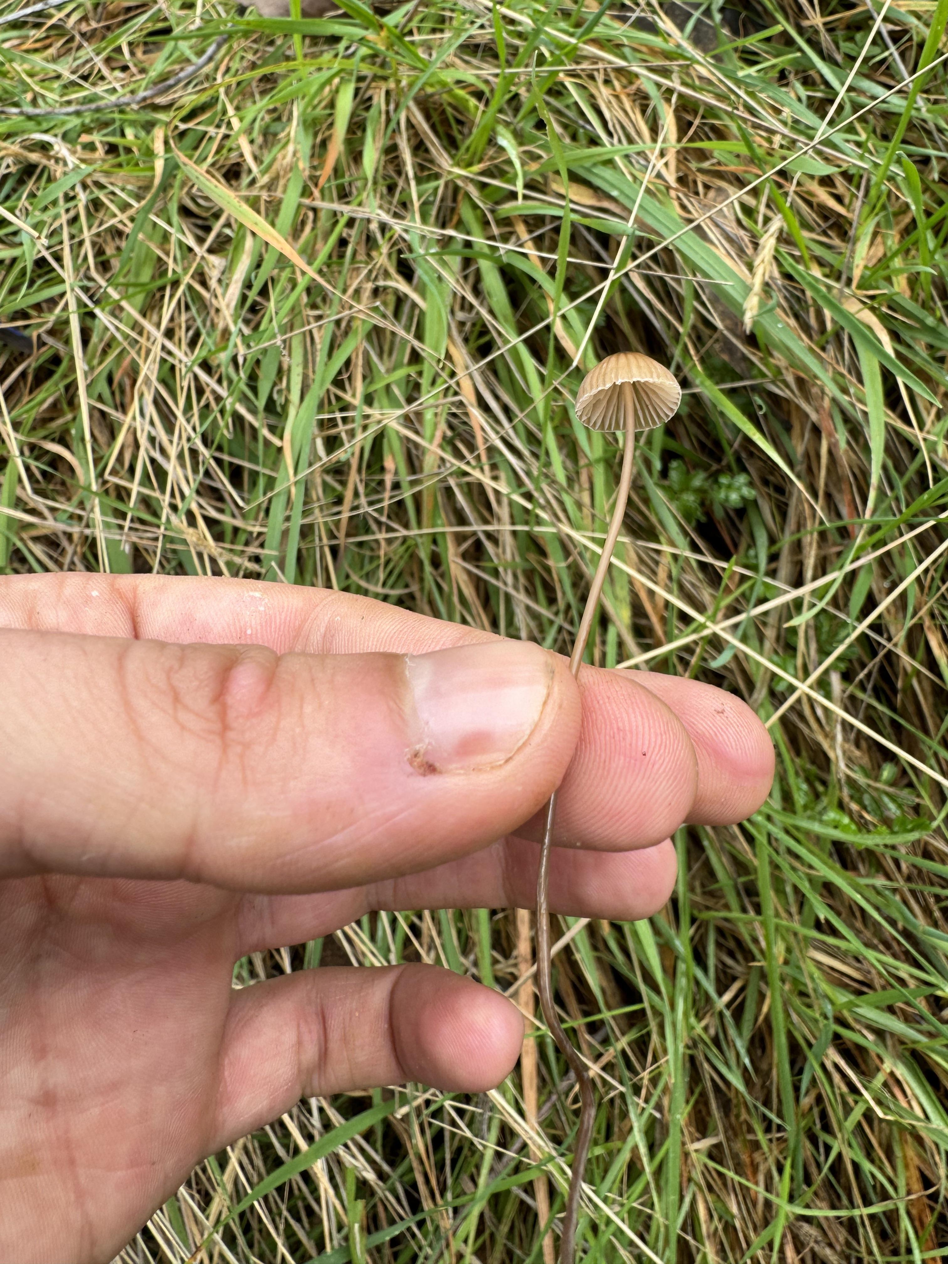 What is this mushroom | Scrolller