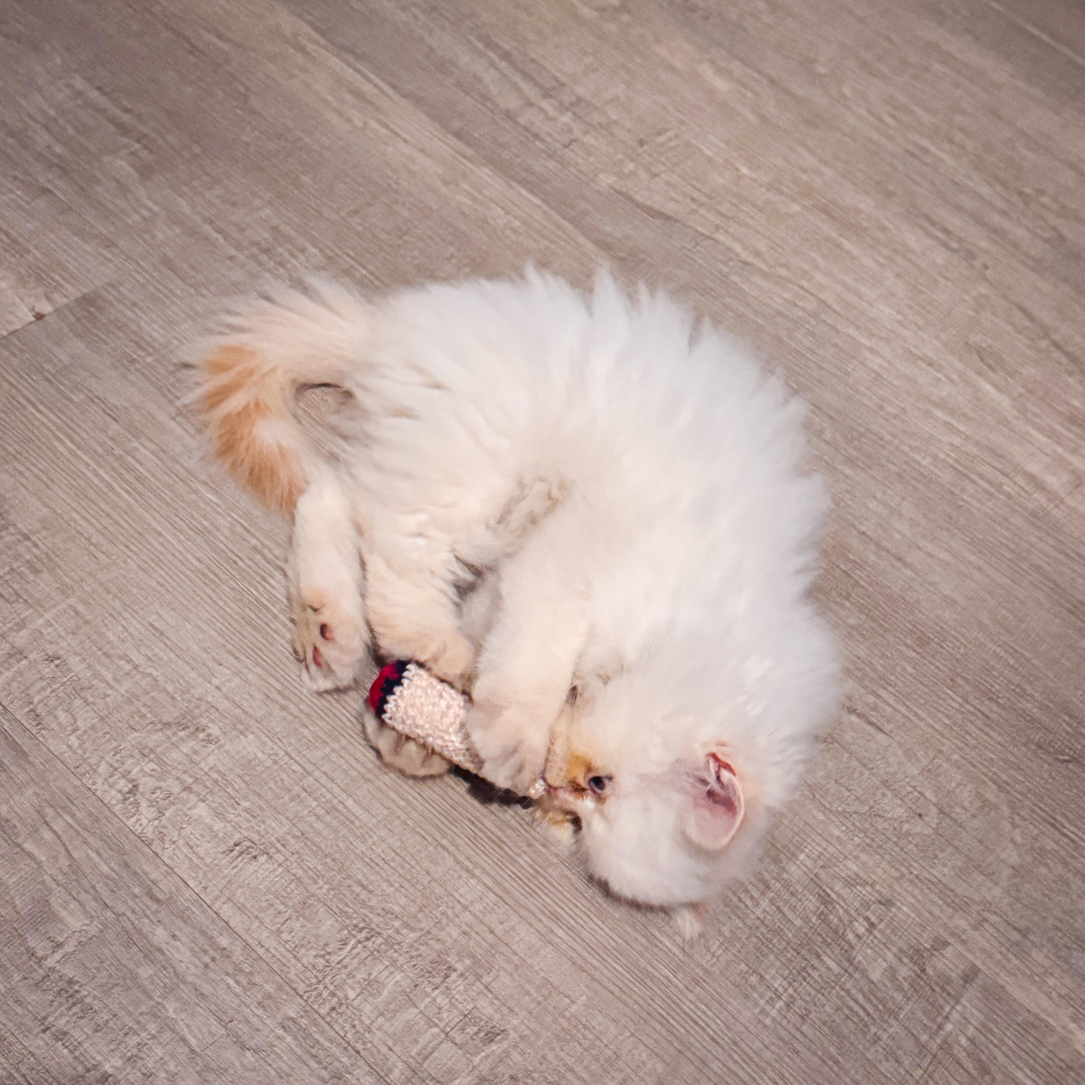 McFluffy and his joint | Scrolller