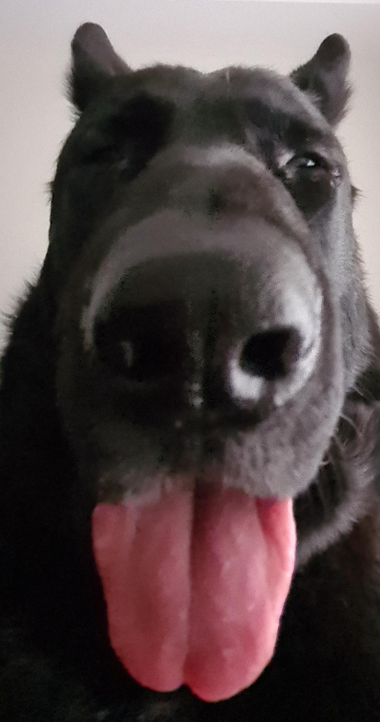 My dogs side and front panel... | Scrolller