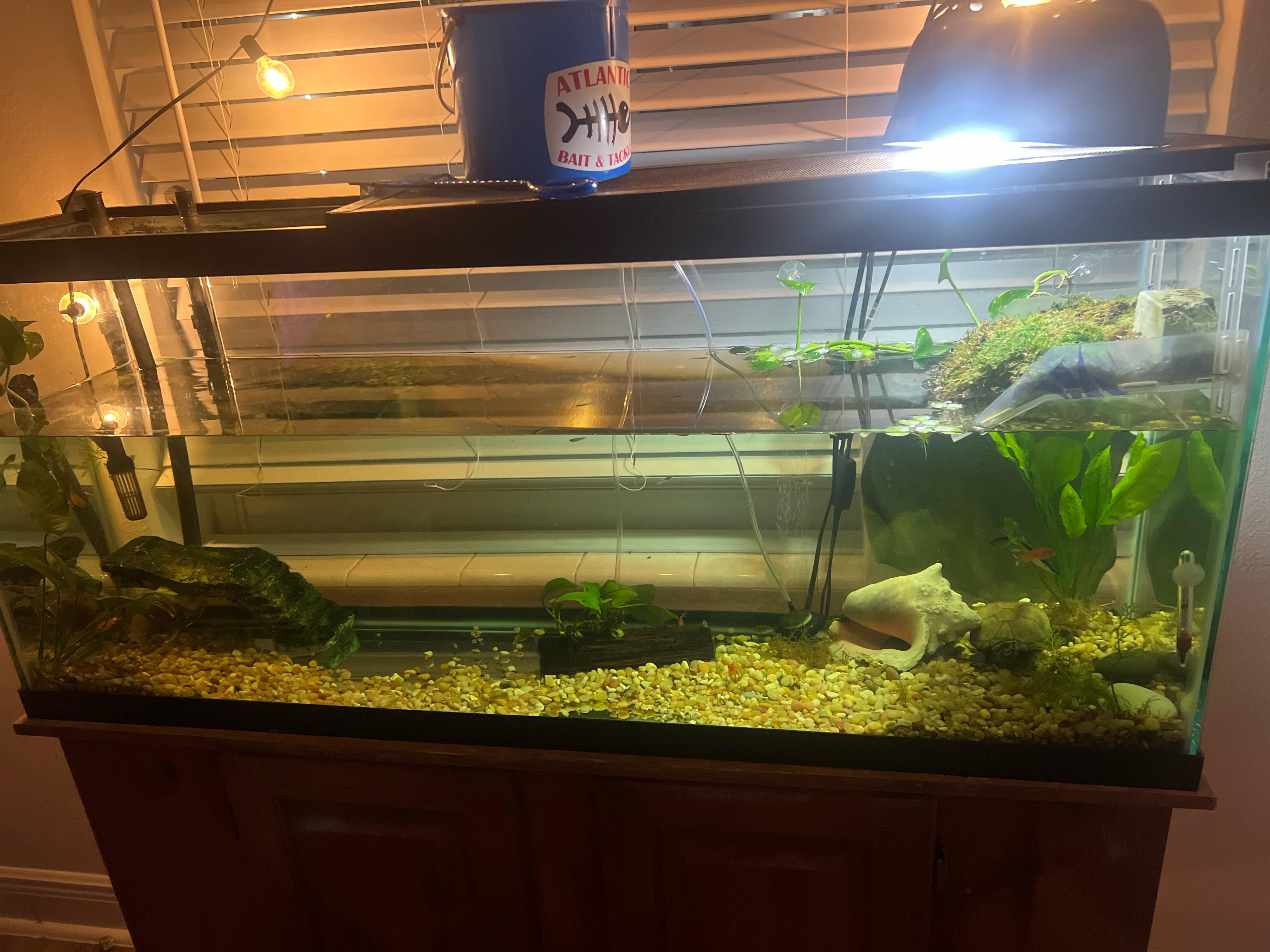 Musk turtle setup feed back appreciated | Scrolller