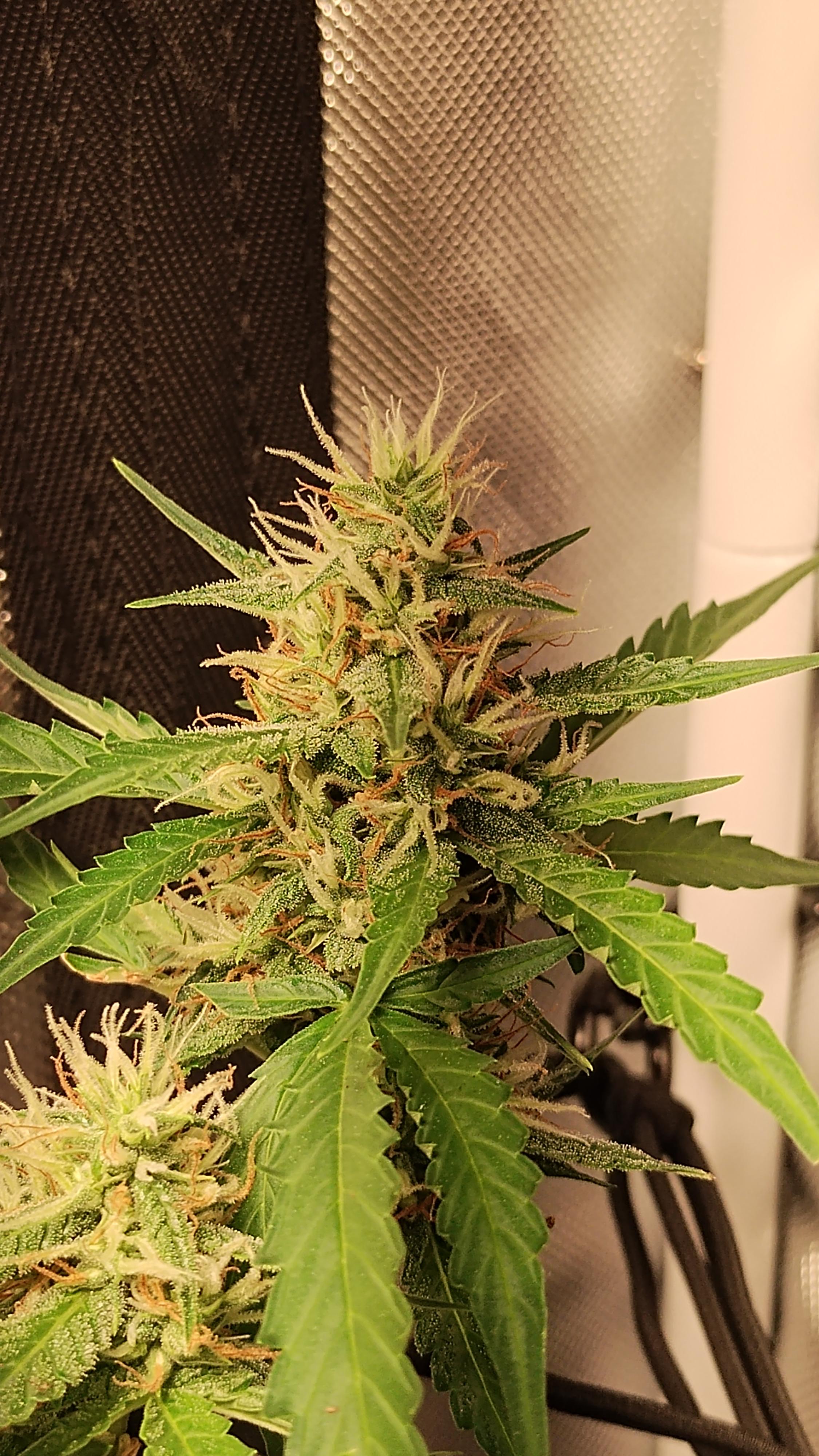 First ever grow | Scrolller