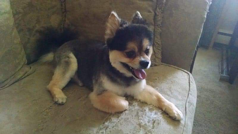 This is what Bruno looked like | Scrolller