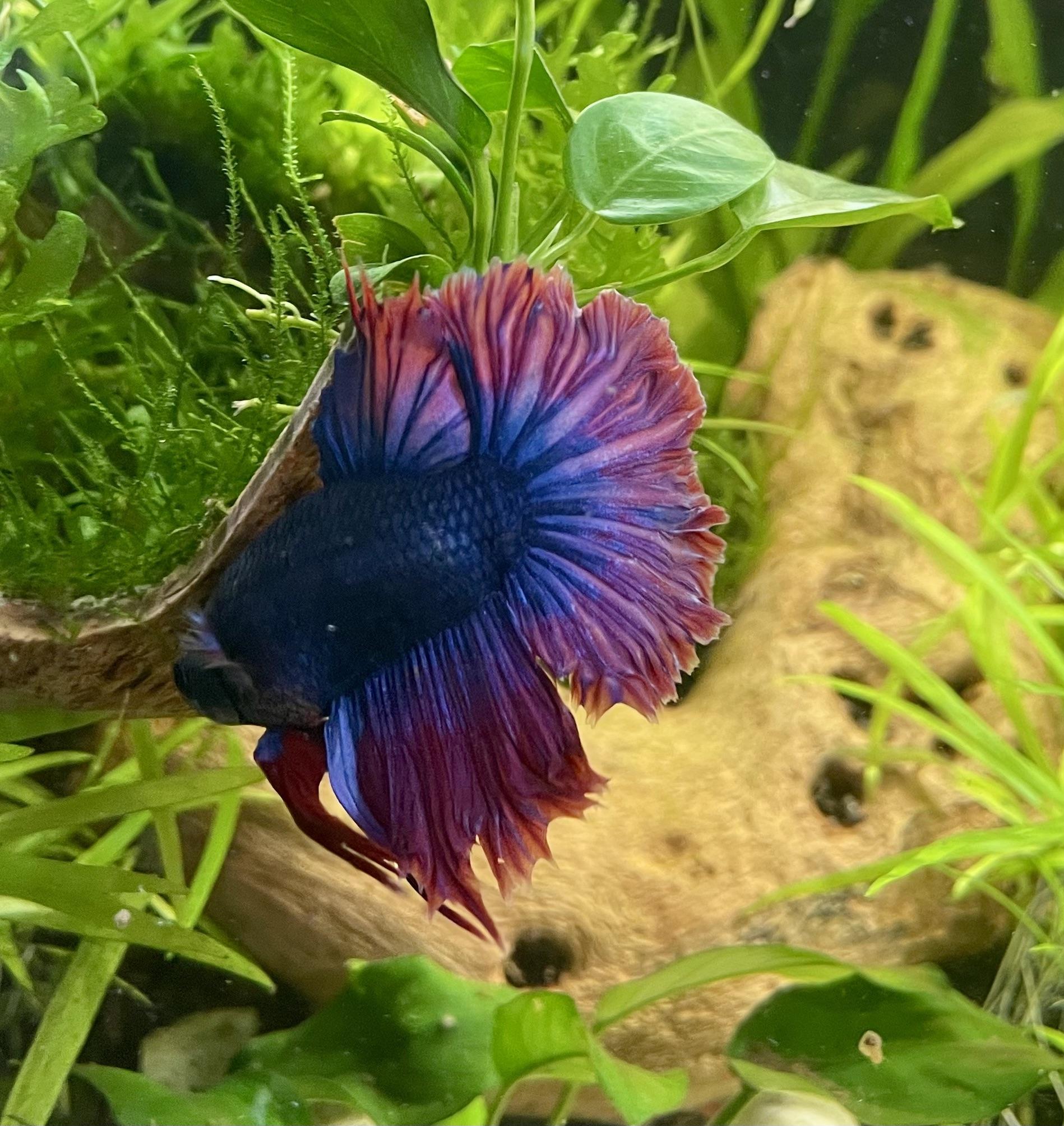 Accidentally got the perfect fish | Scrolller