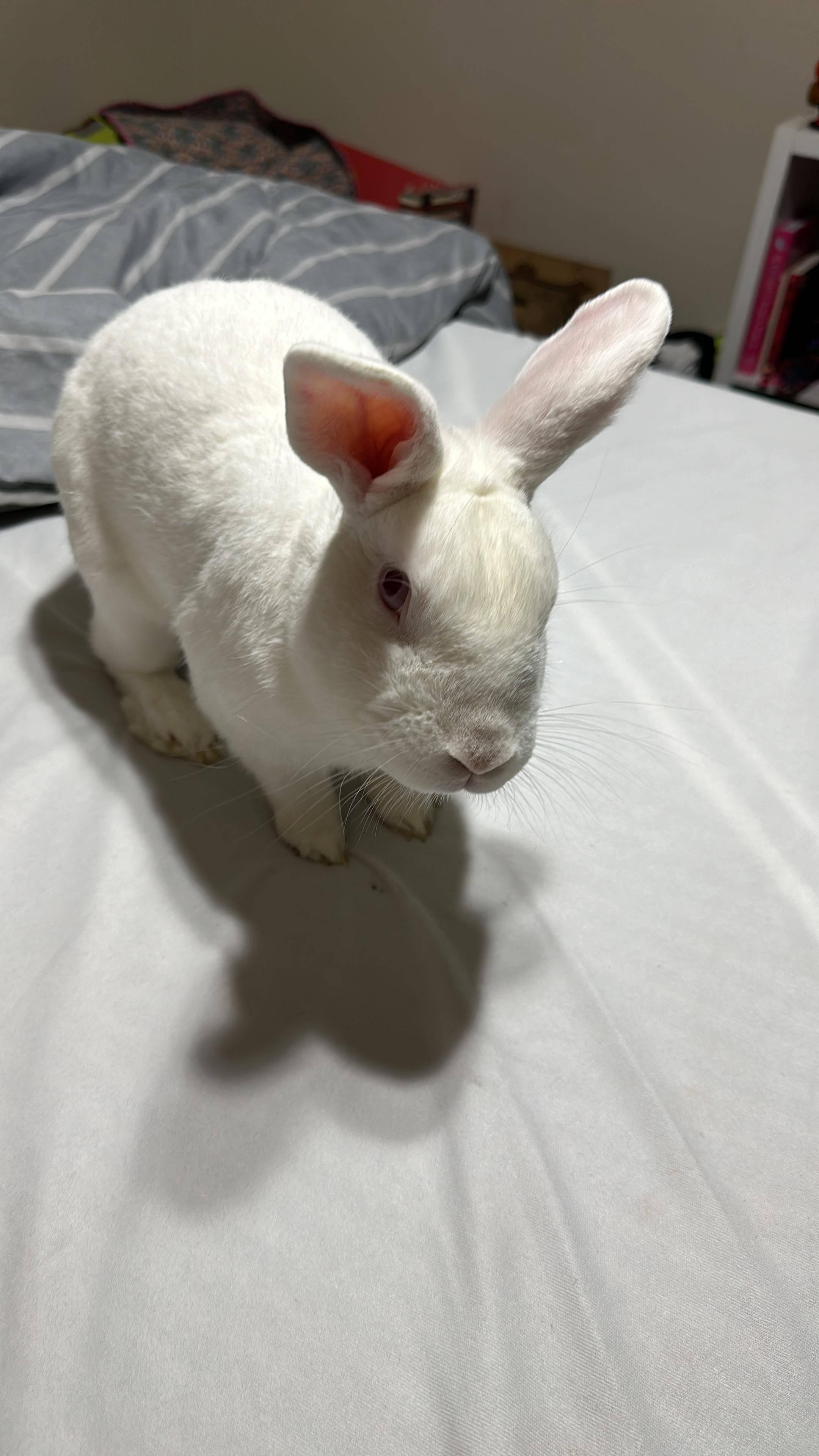 Rabbit pellets | Scrolller