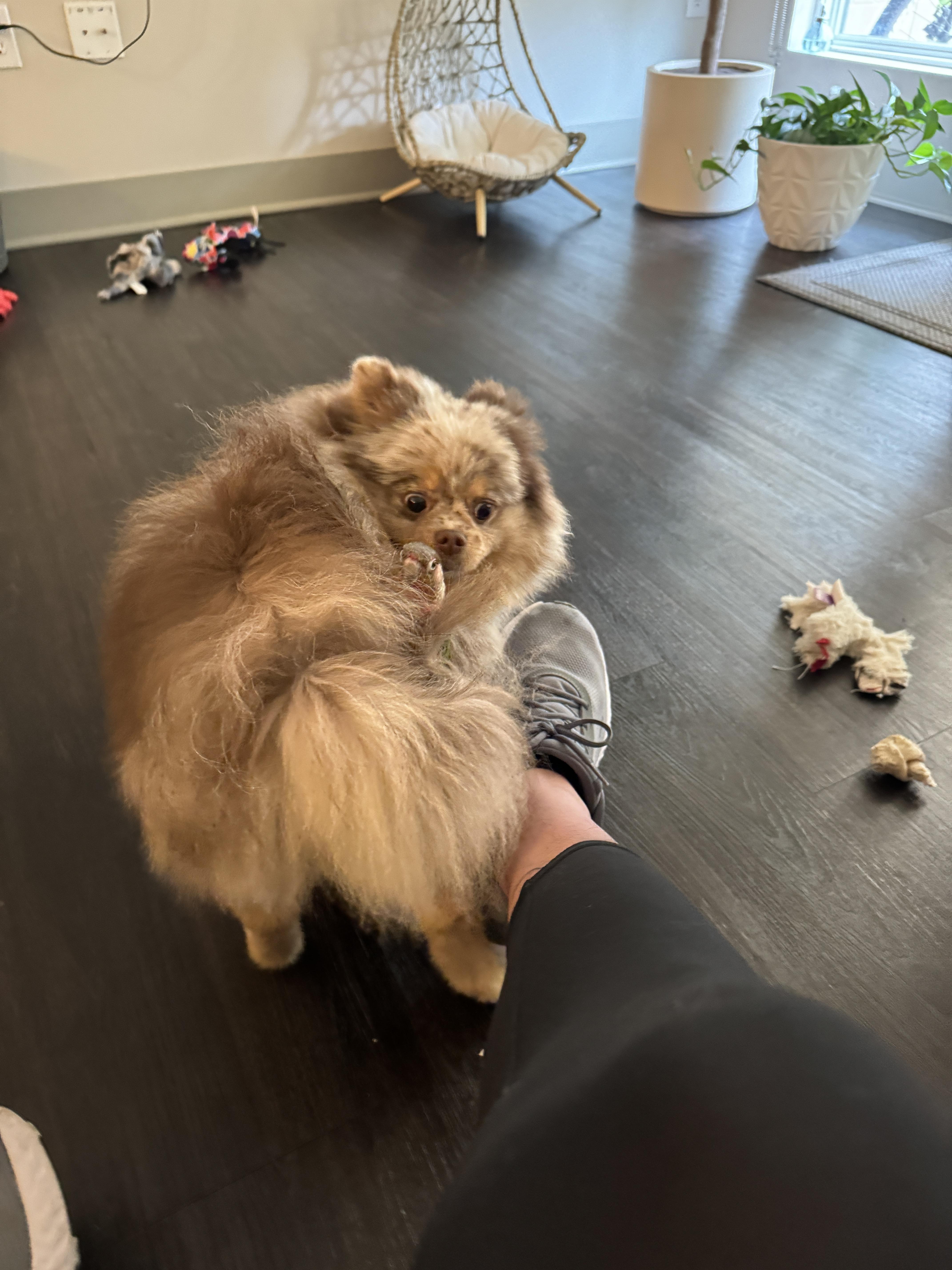 Pom meets bird | Scrolller