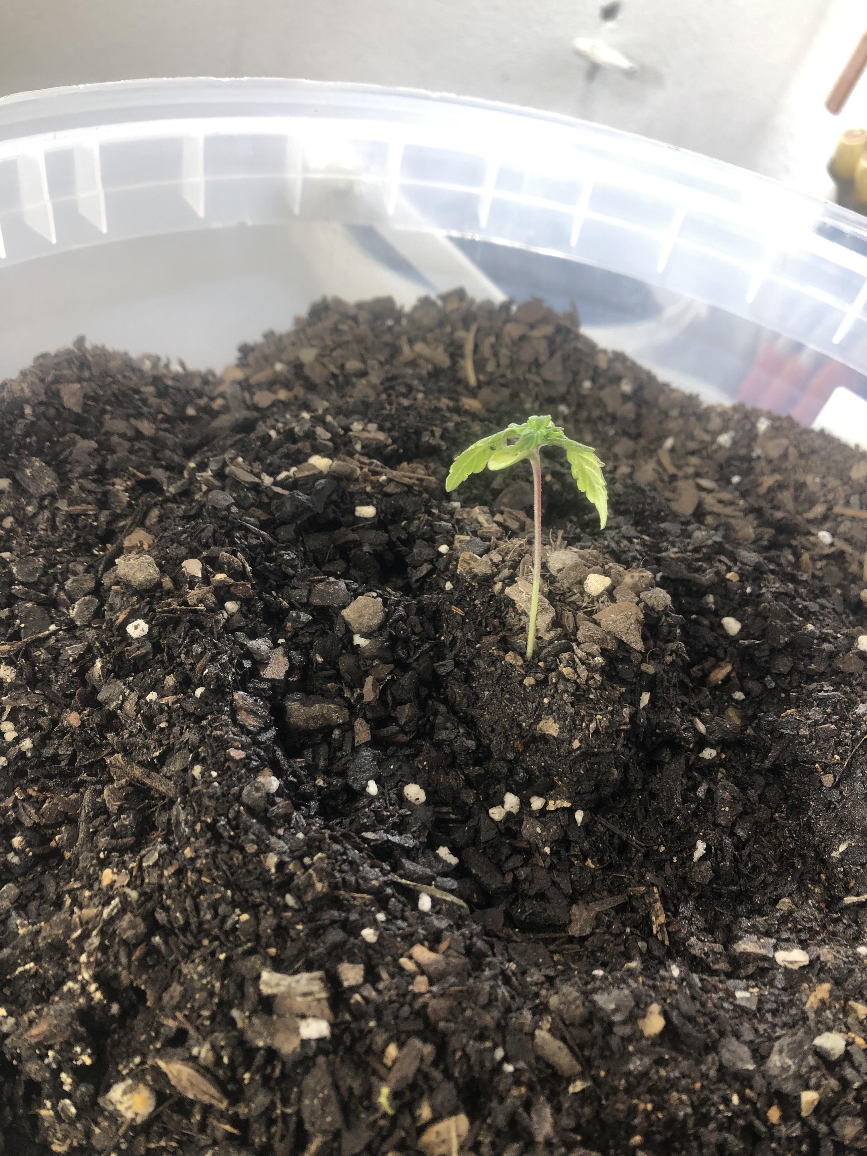 Whats wrong with these seedlings? | Scrolller