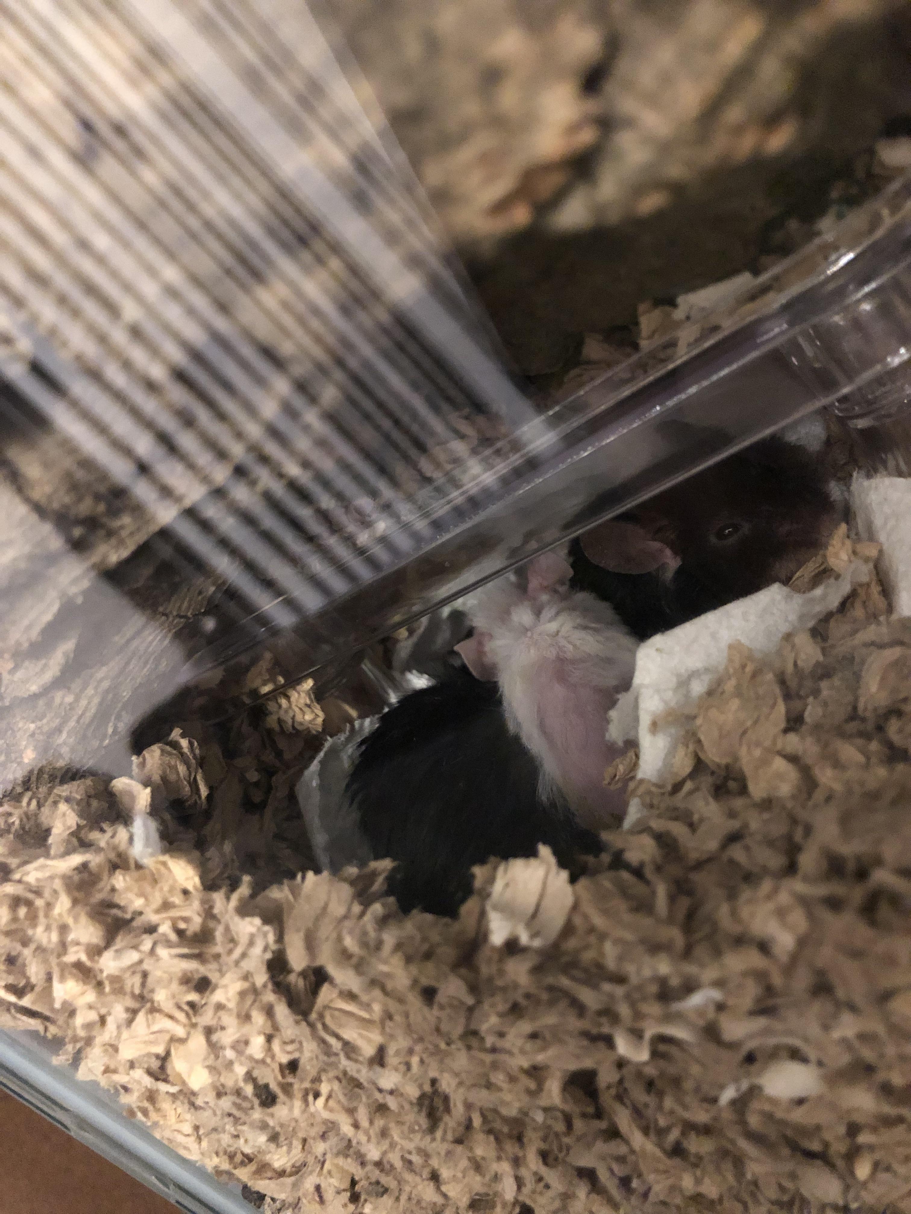 Beef update: Still Beefing | Scrolller