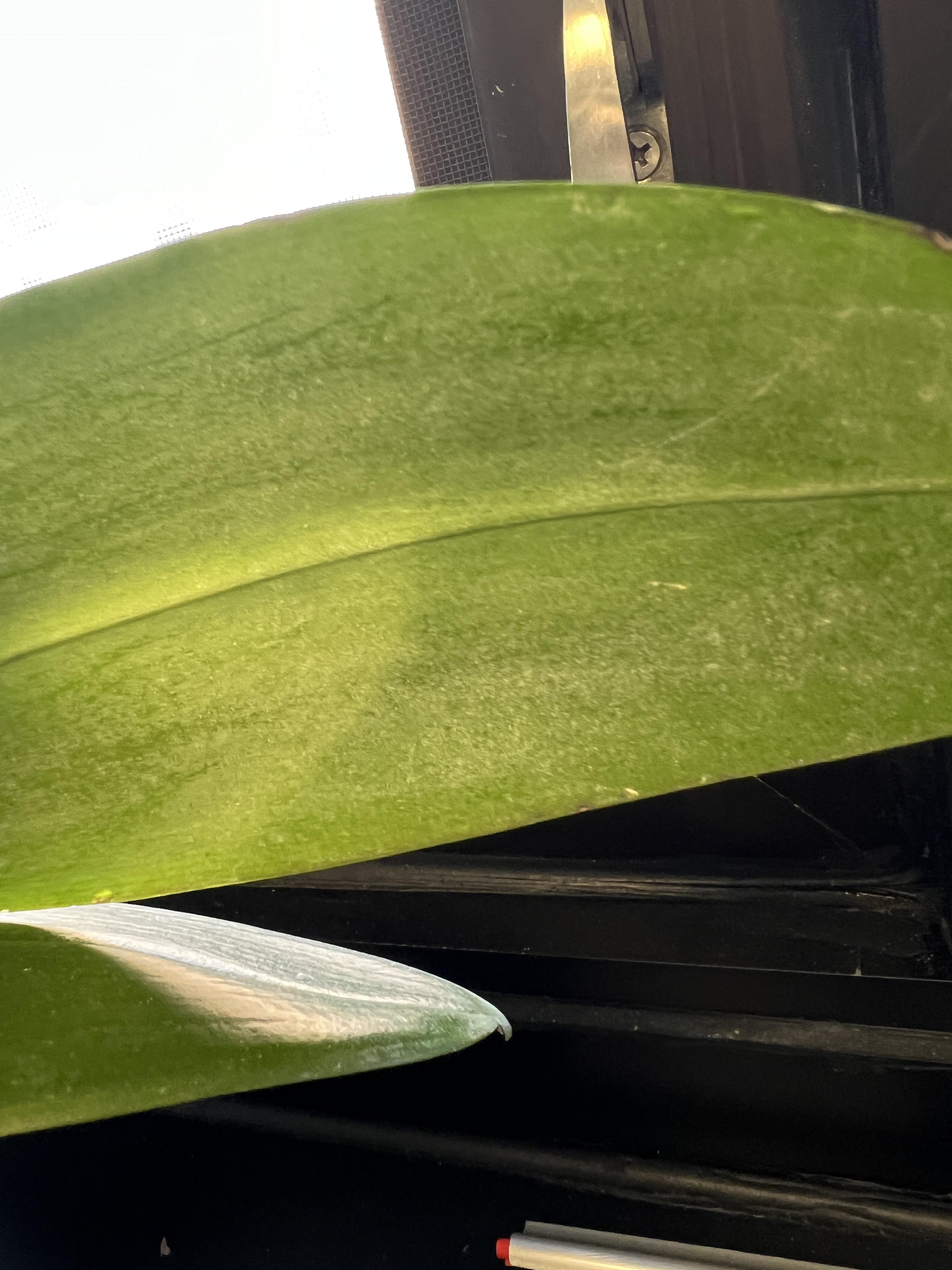 Small white dots on orchid leaves | Scrolller