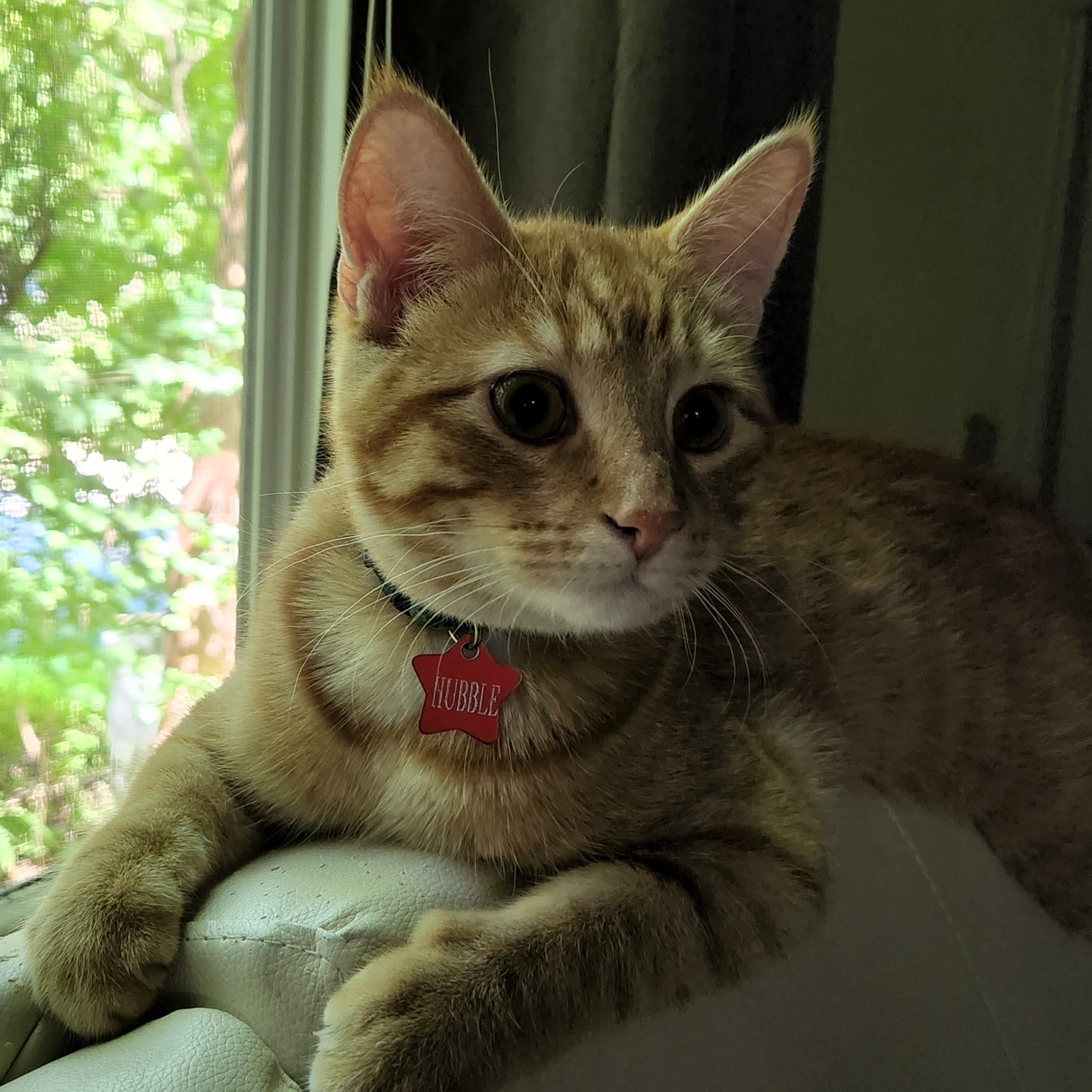 Hubble & Nova, the shitten & the shat | Scrolller