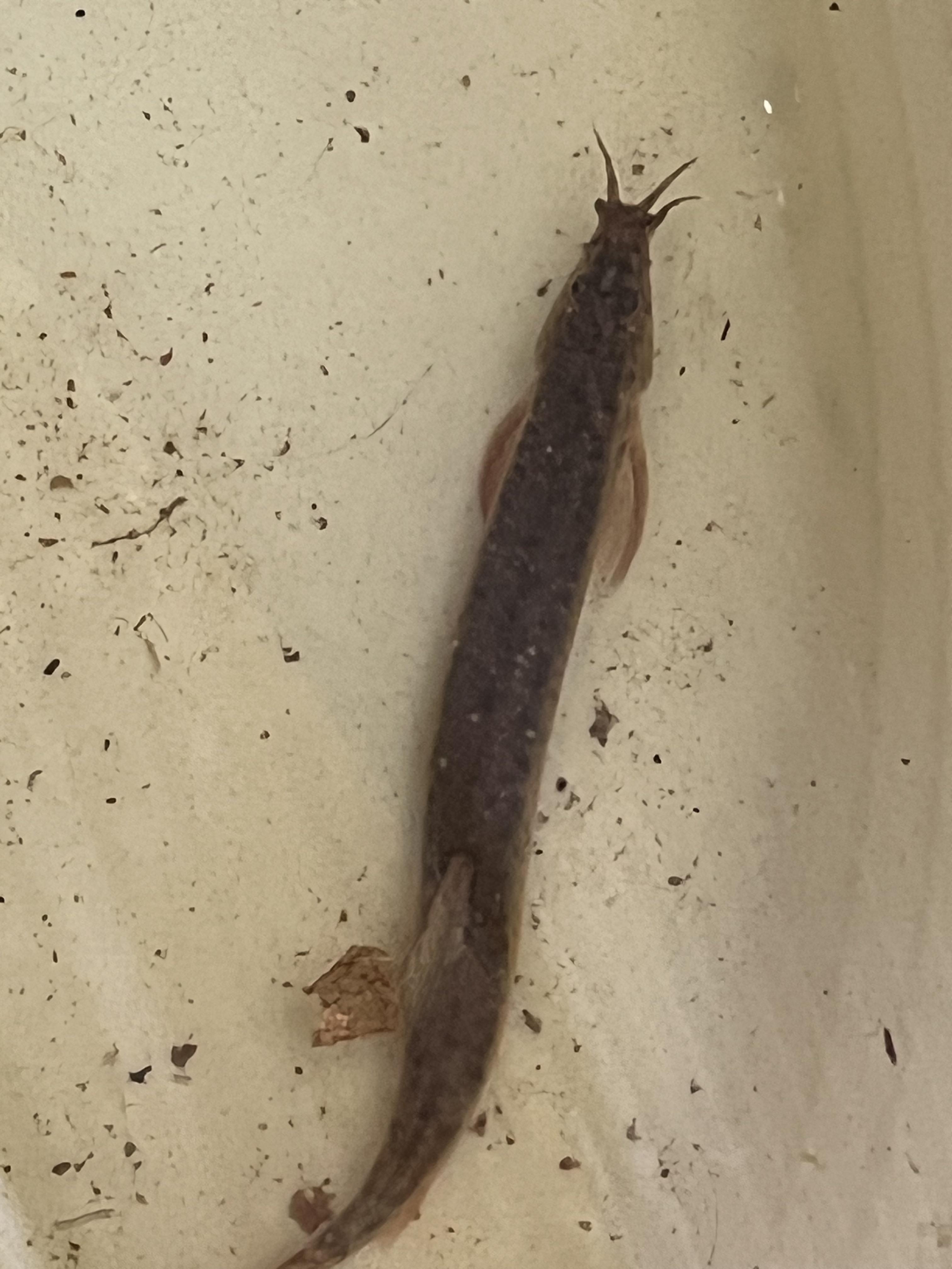 Can anyone identify this species of fish? | Scrolller
