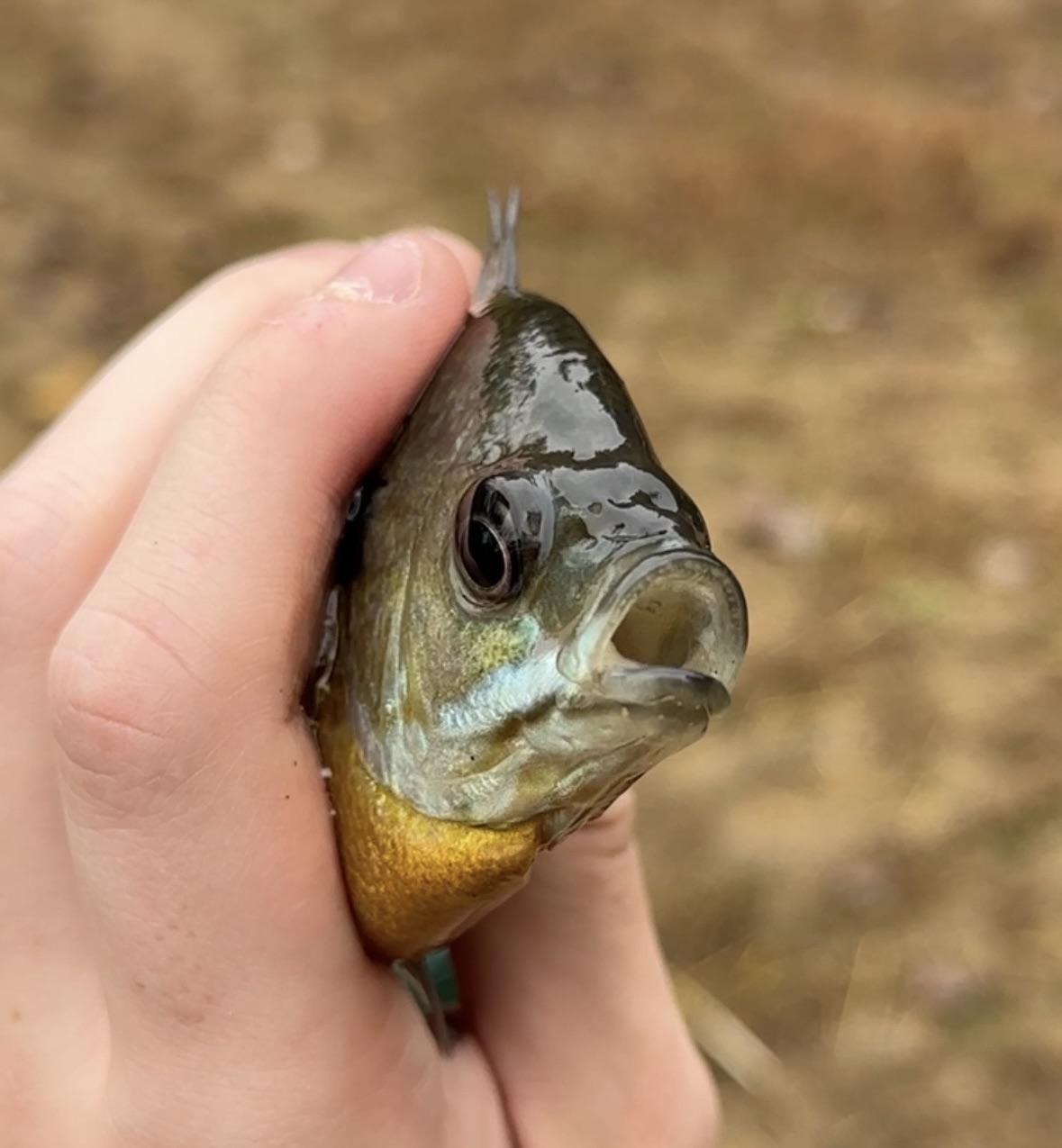 Bluegill Fishing Lately | Scrolller