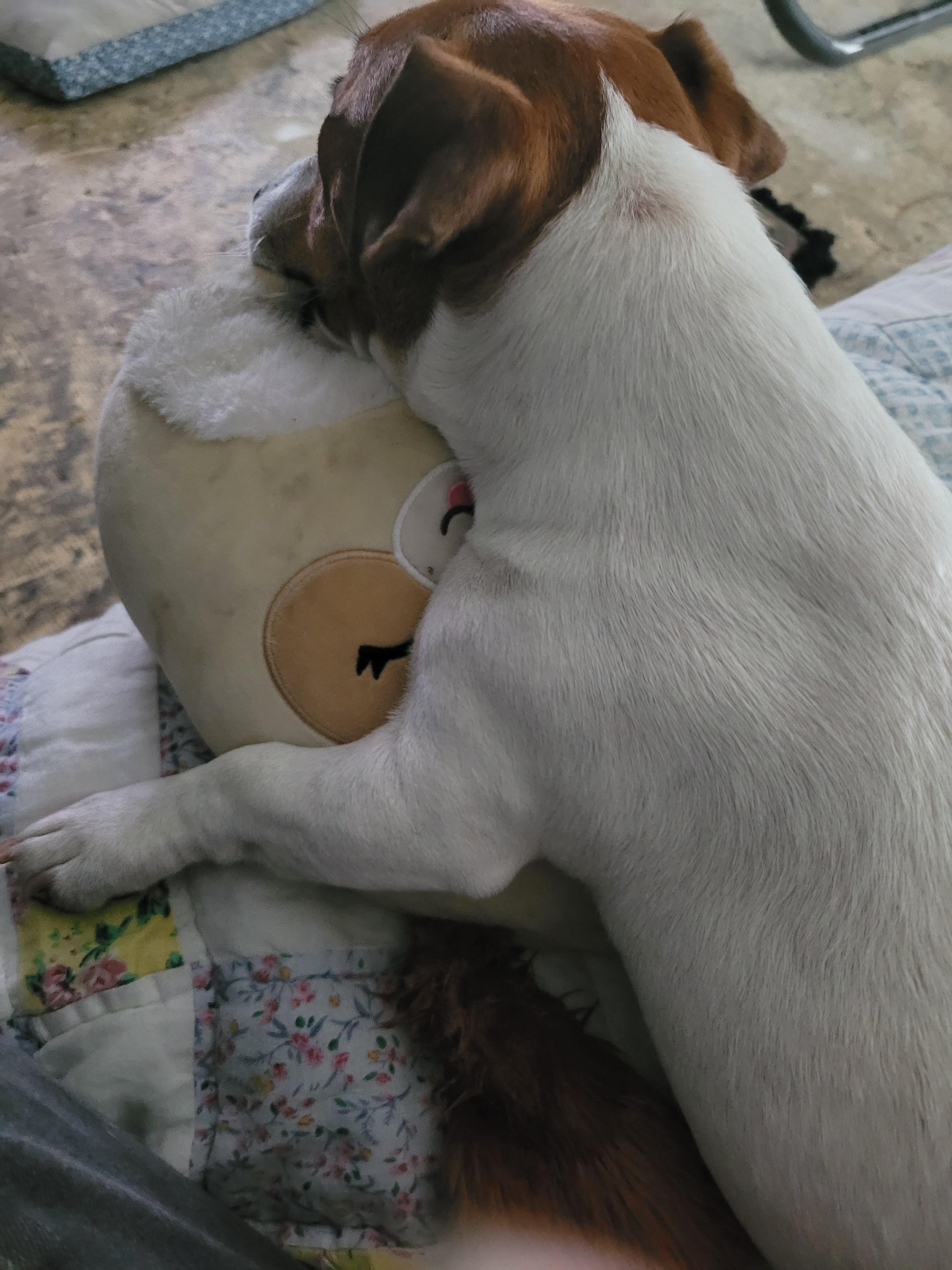 (Oc) peanut is in love I think lmbo | Scrolller