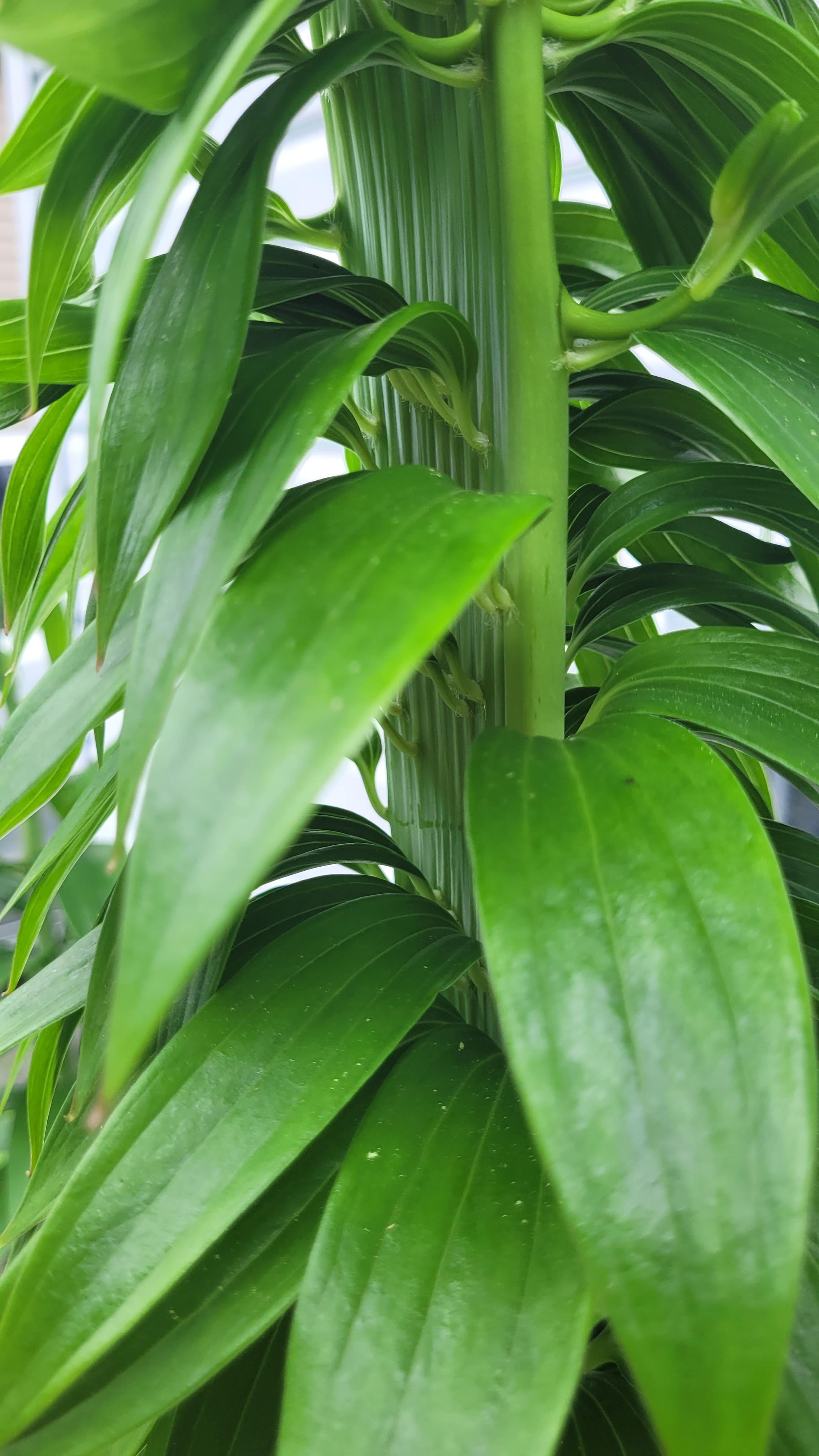 Mutant wide lily | Scrolller