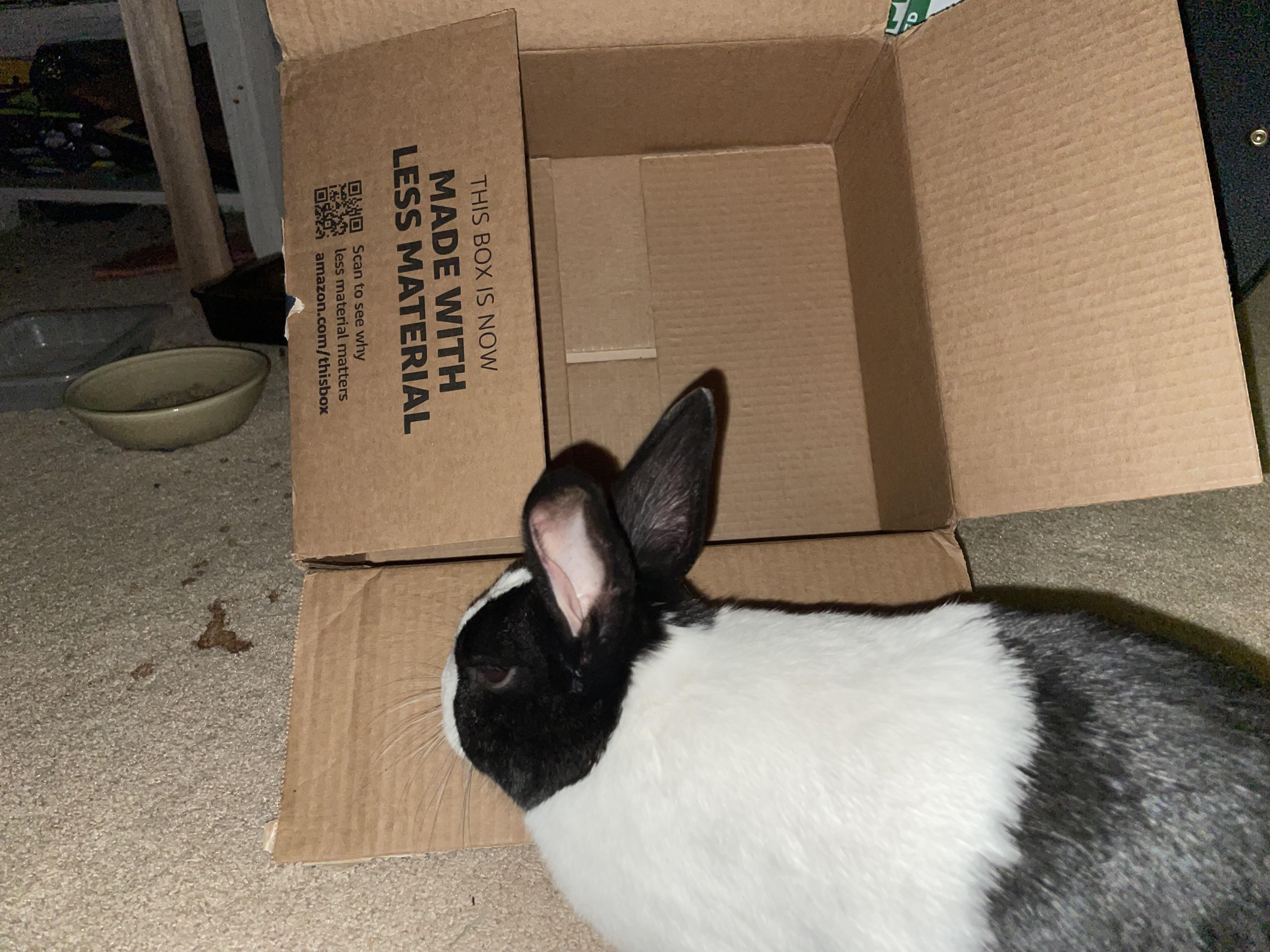 Unboxing a new rabbit | Scrolller