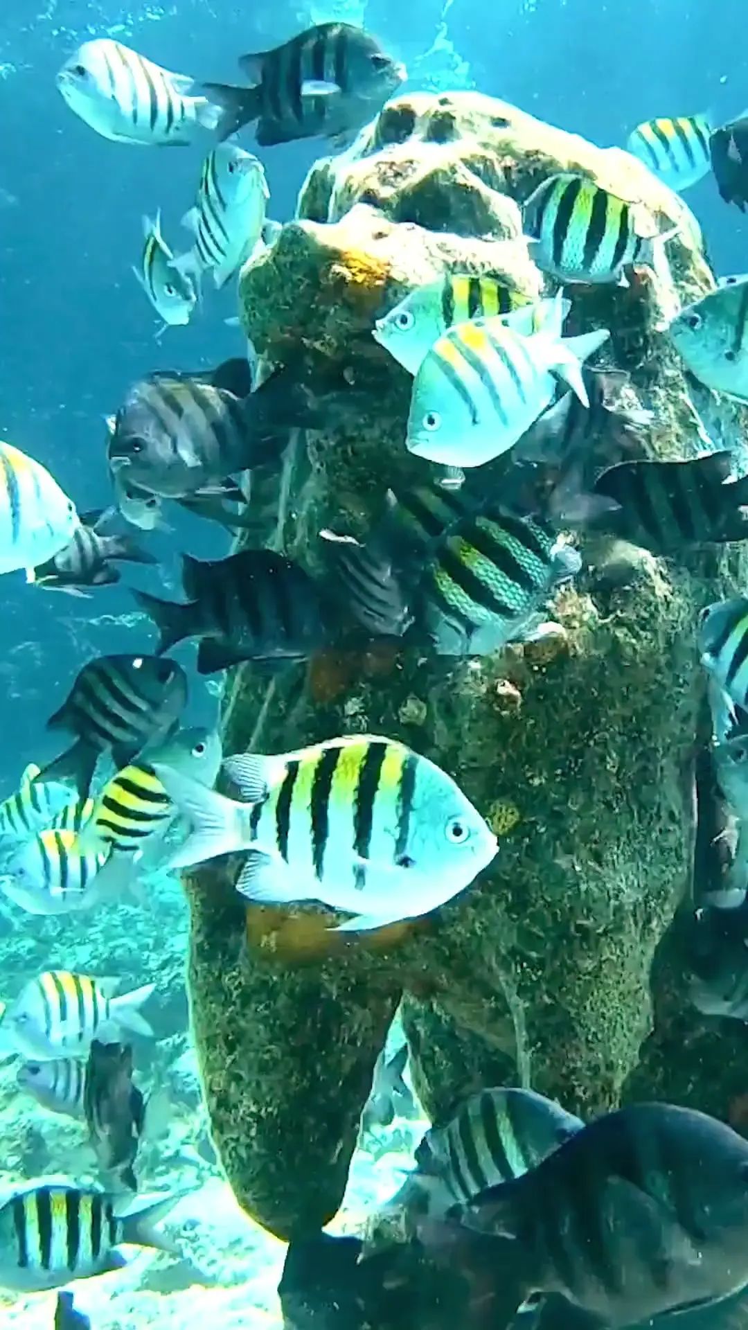Underwater Lion of Cozumel | Scrolller