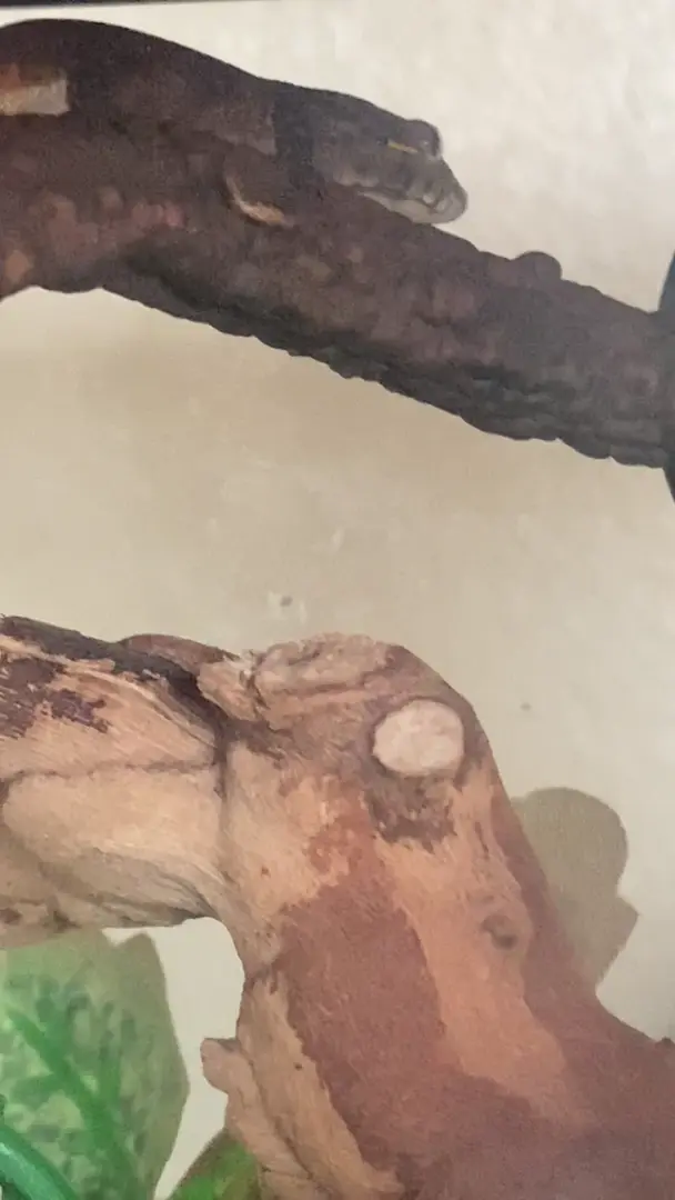 Unusual behavior? seems like hes breathing heavily fast or is it just me? | Scrolller