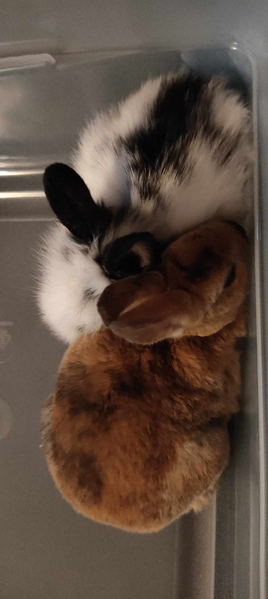 What breeds are my new rabbits | Scrolller