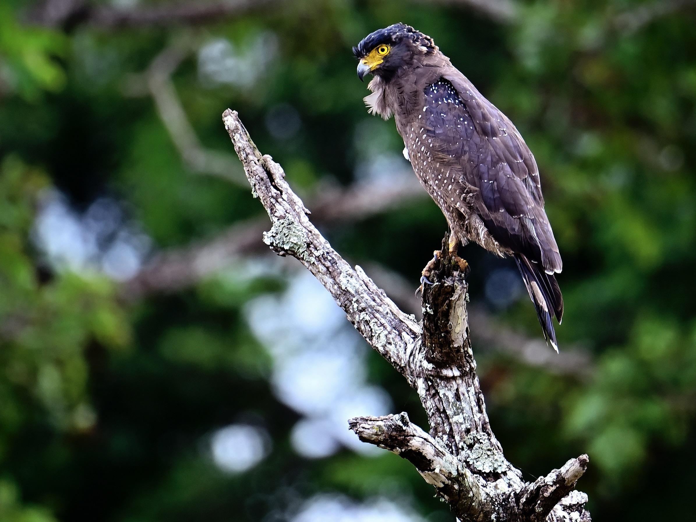 Serpent Eagle | Scrolller