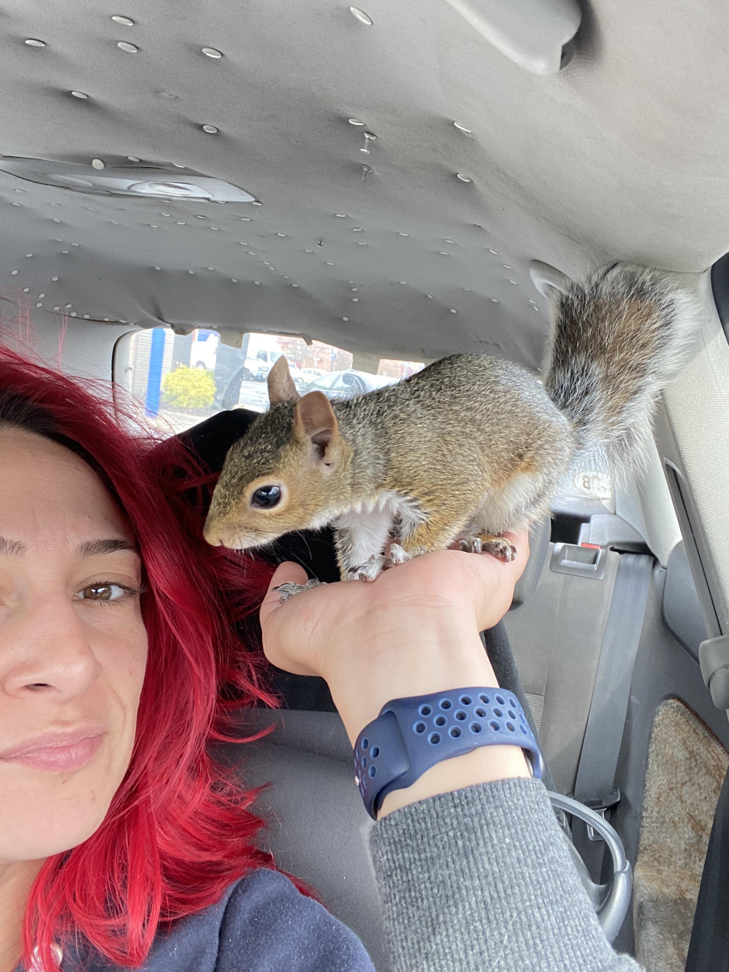 Squirrelly Dan | Scrolller