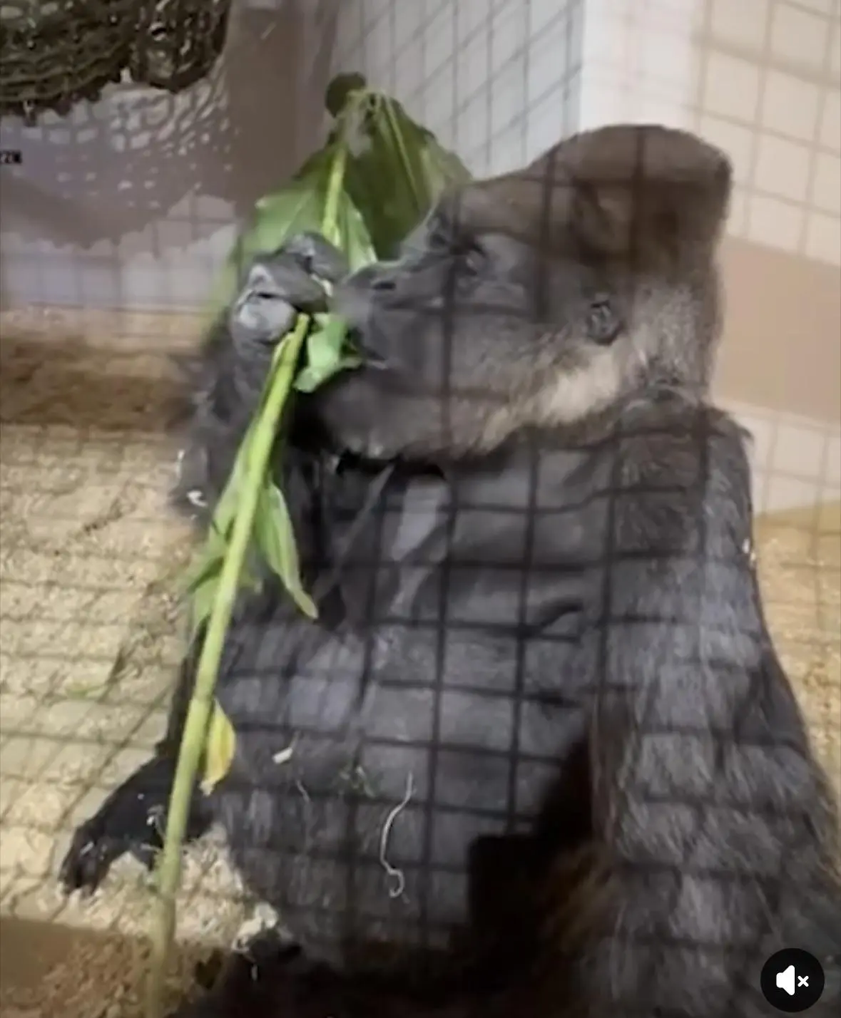 Update on Charles, the Gorilla | Scrolller