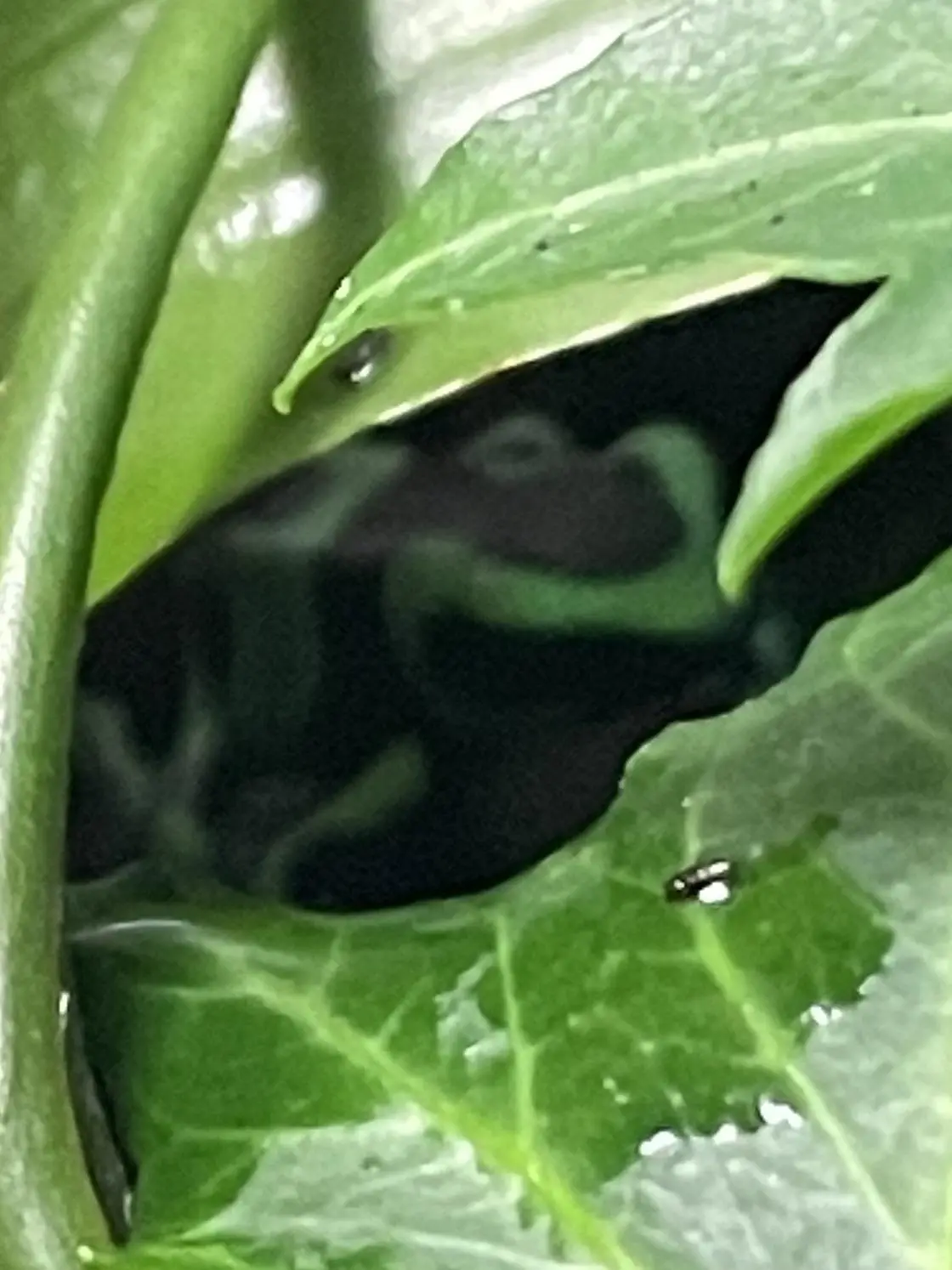 Update on the emaciated frog. | Scrolller