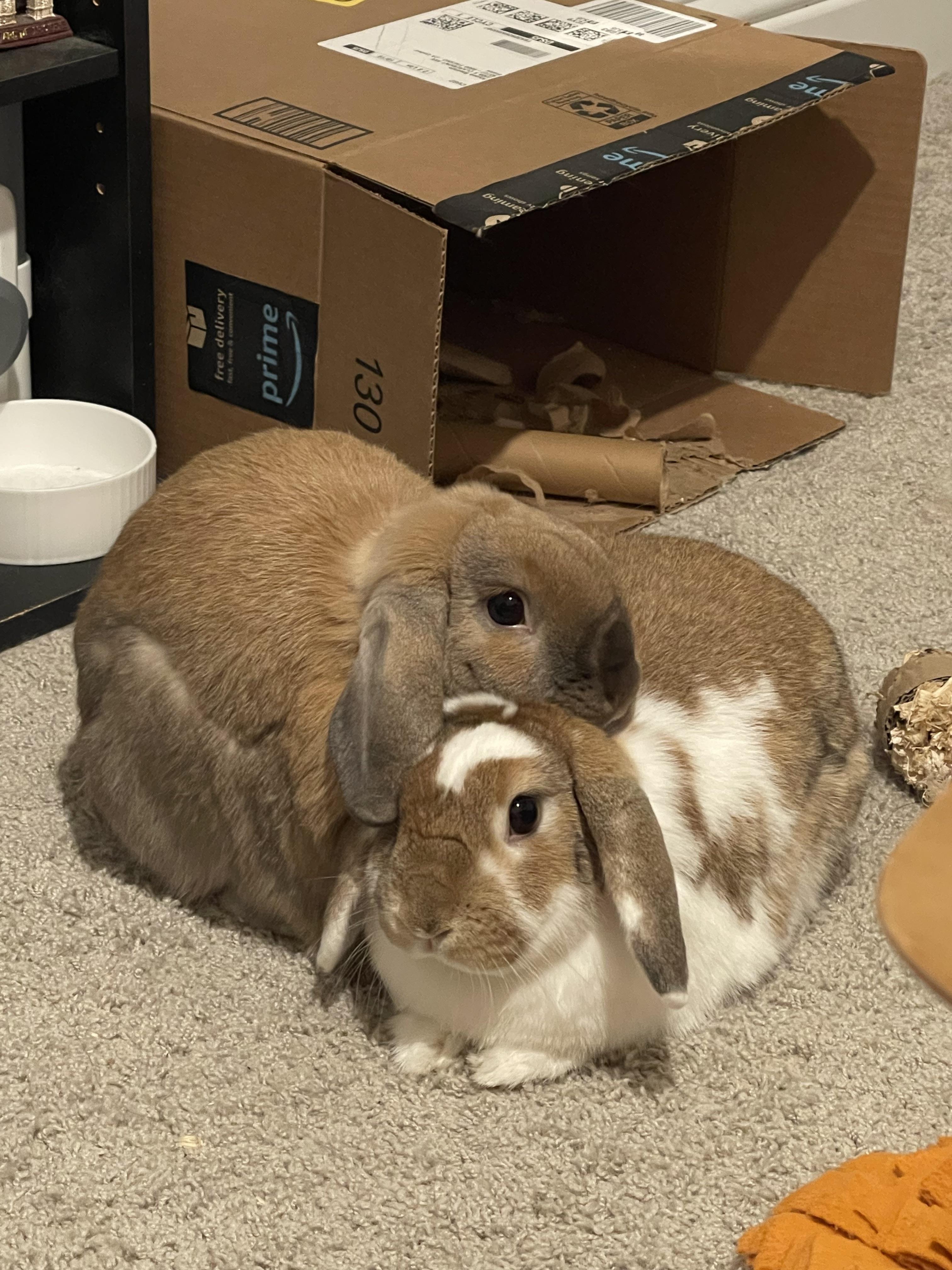 Head rest | Scrolller