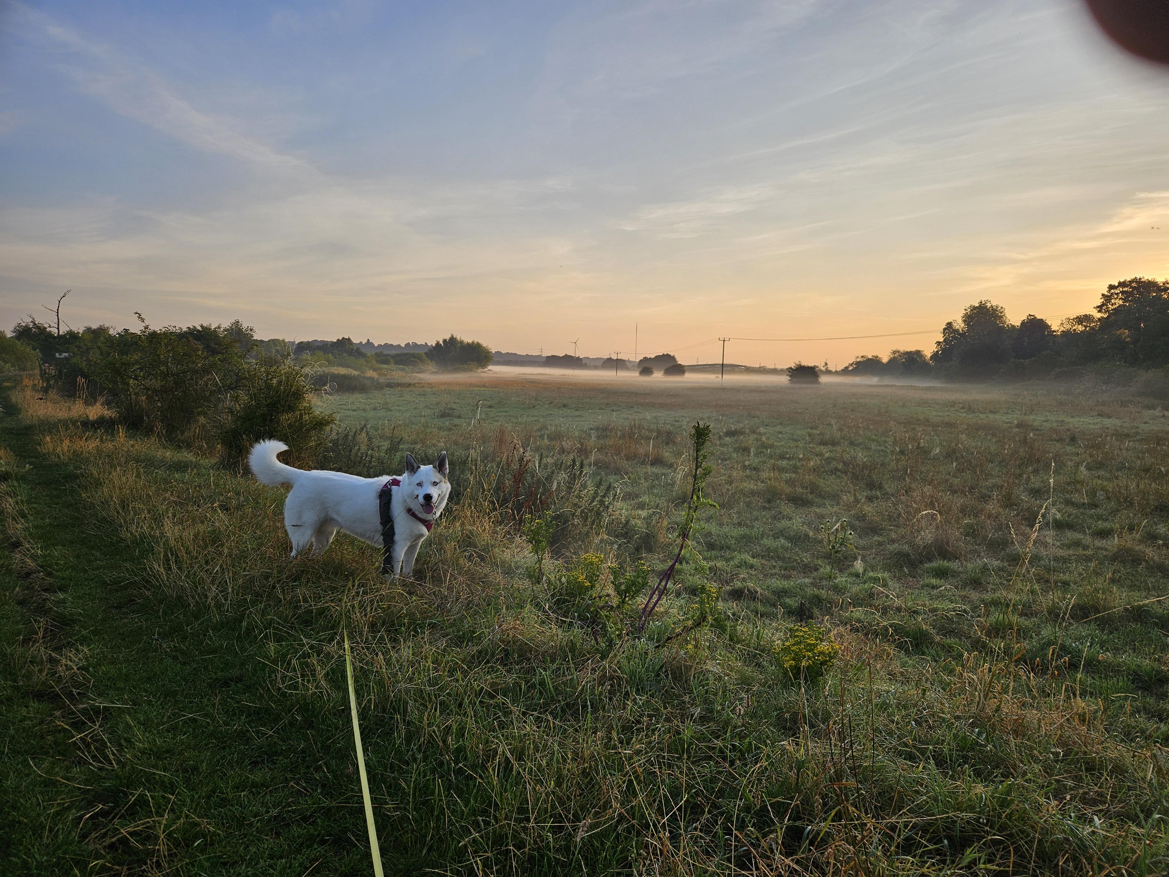 Cow pat connoisseur | Scrolller