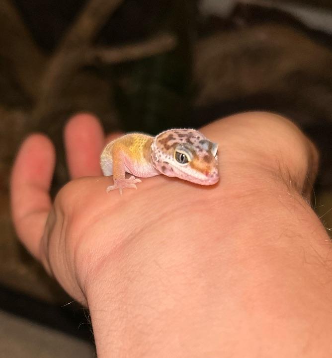 Morph ID? | Scrolller