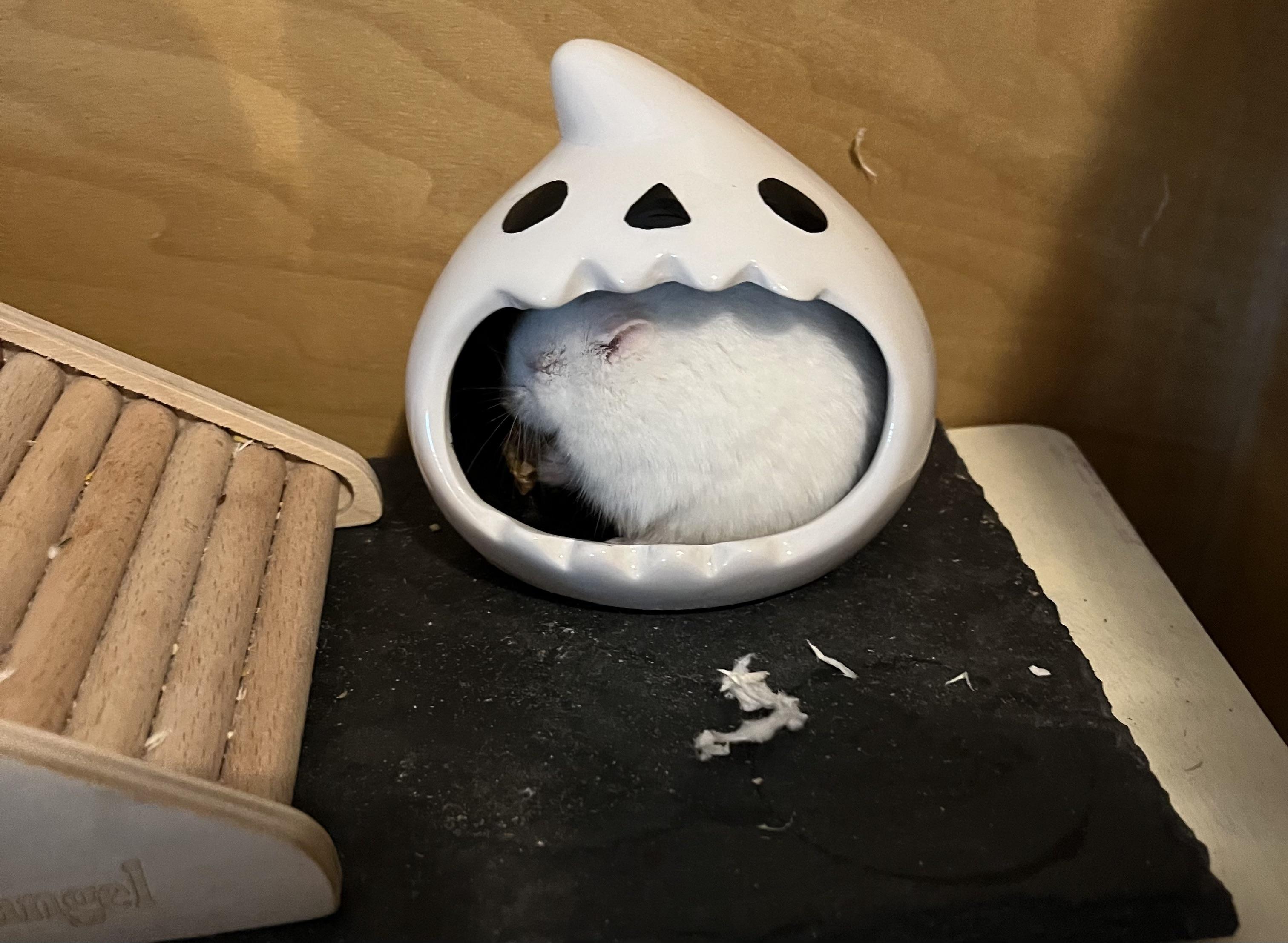 New hideout 👻 | Scrolller