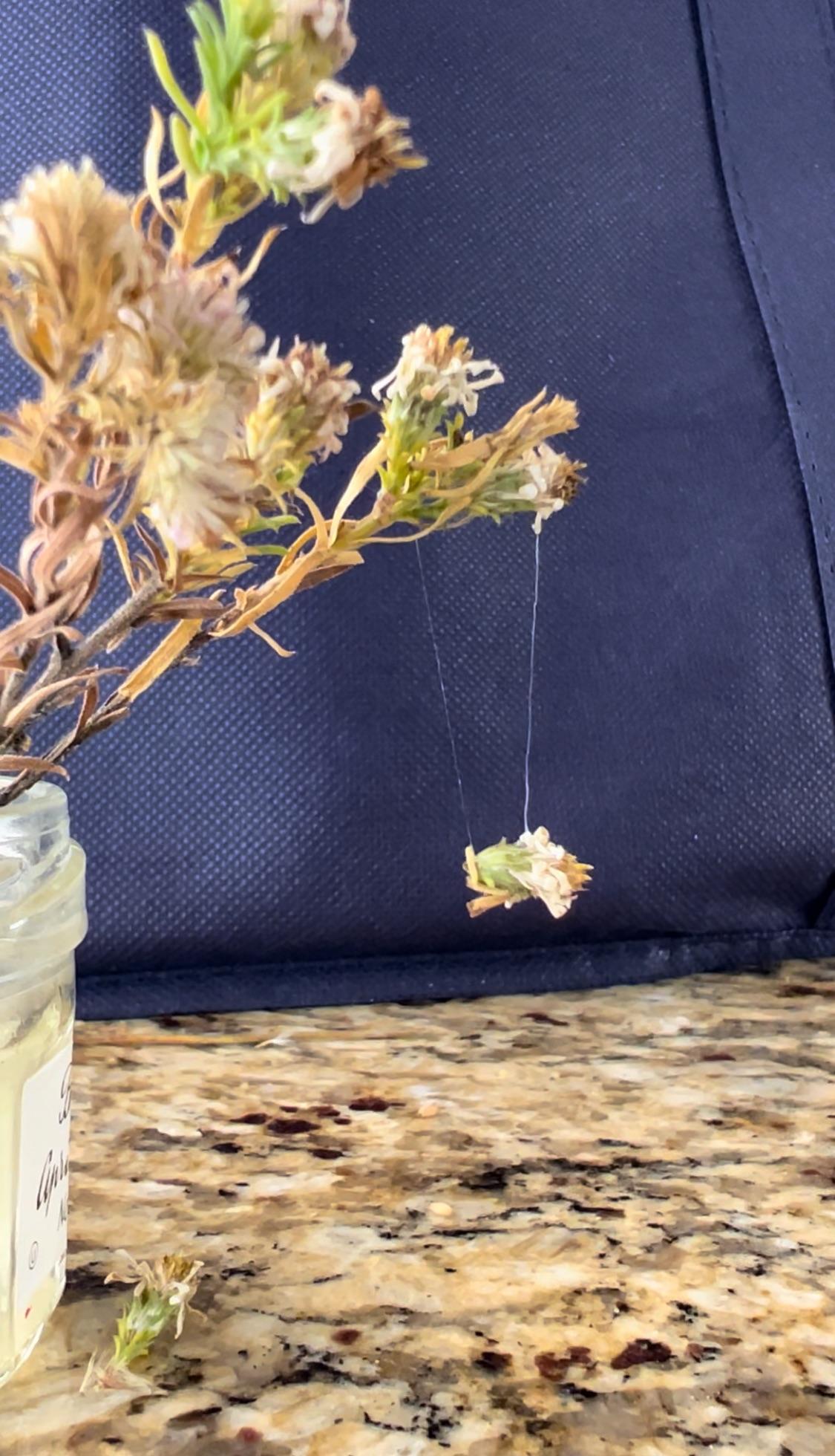 Could anyone help identify what insect/spider does this? | Scrolller