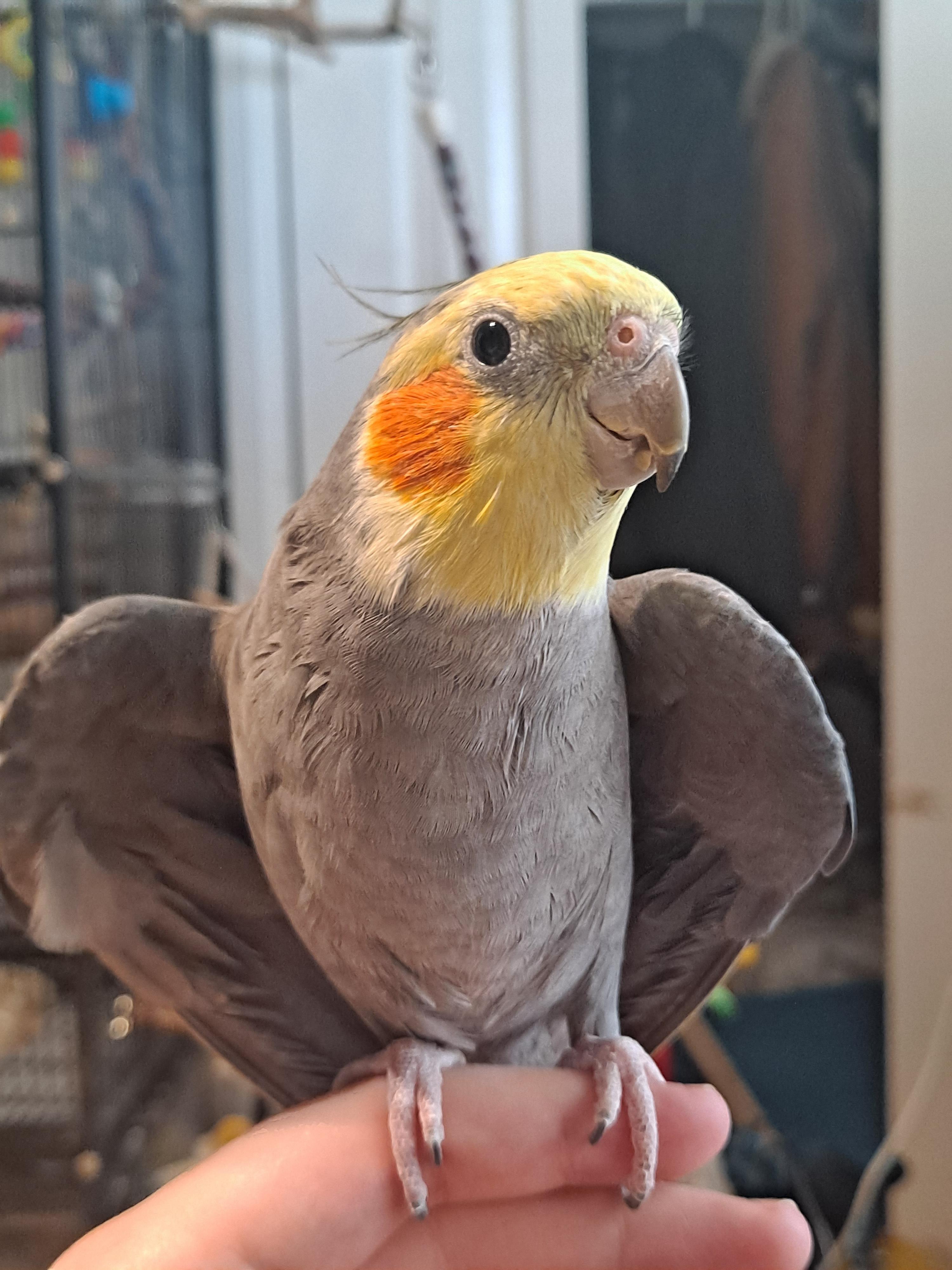 Jasper showing off his big eagle wings | Scrolller